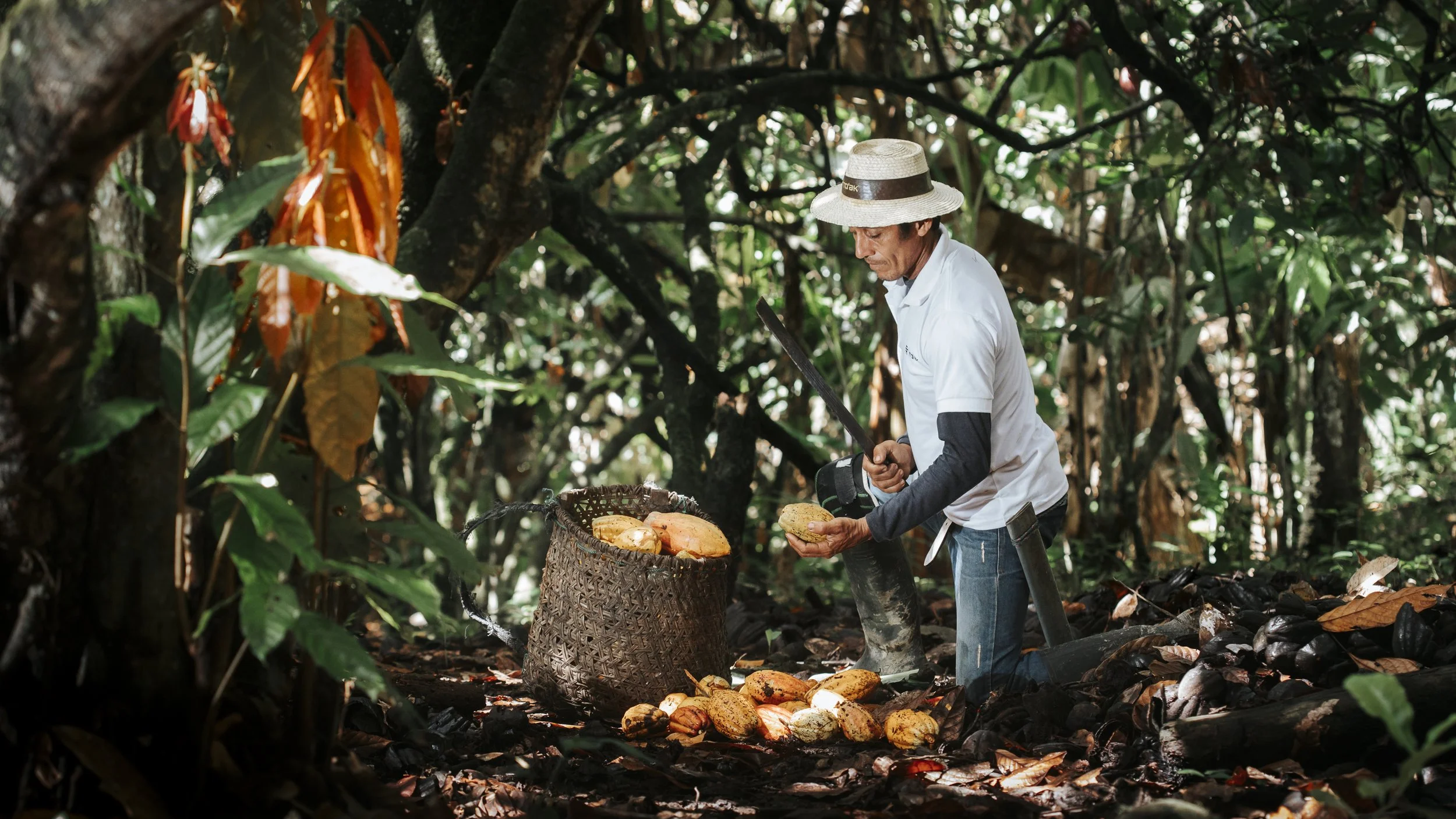 To'ak: From Rare Ecuadorean Cacao into Luxury Chocolate | The Chocolate ...
