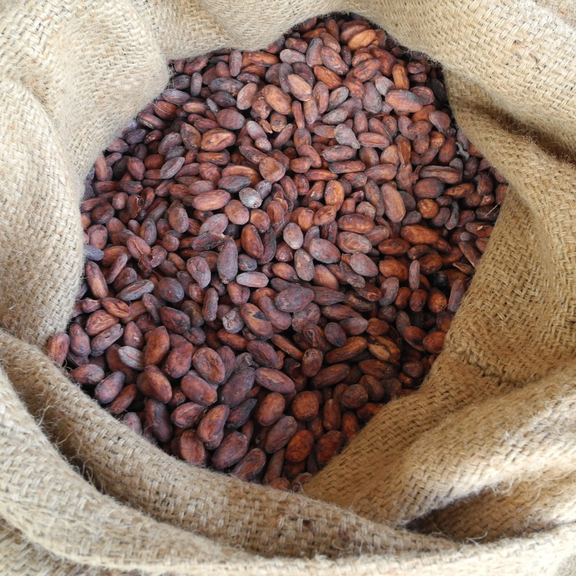 A Bright Future for Australian Cacao | The Chocolate Professor