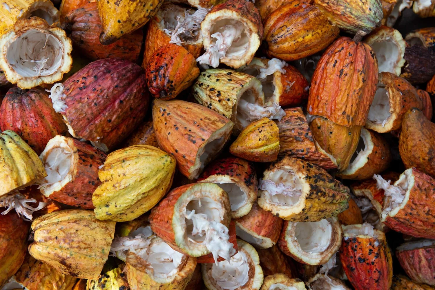 Glossary of Chocolate Terminology: From Bean to Bar & Beyond | The ...