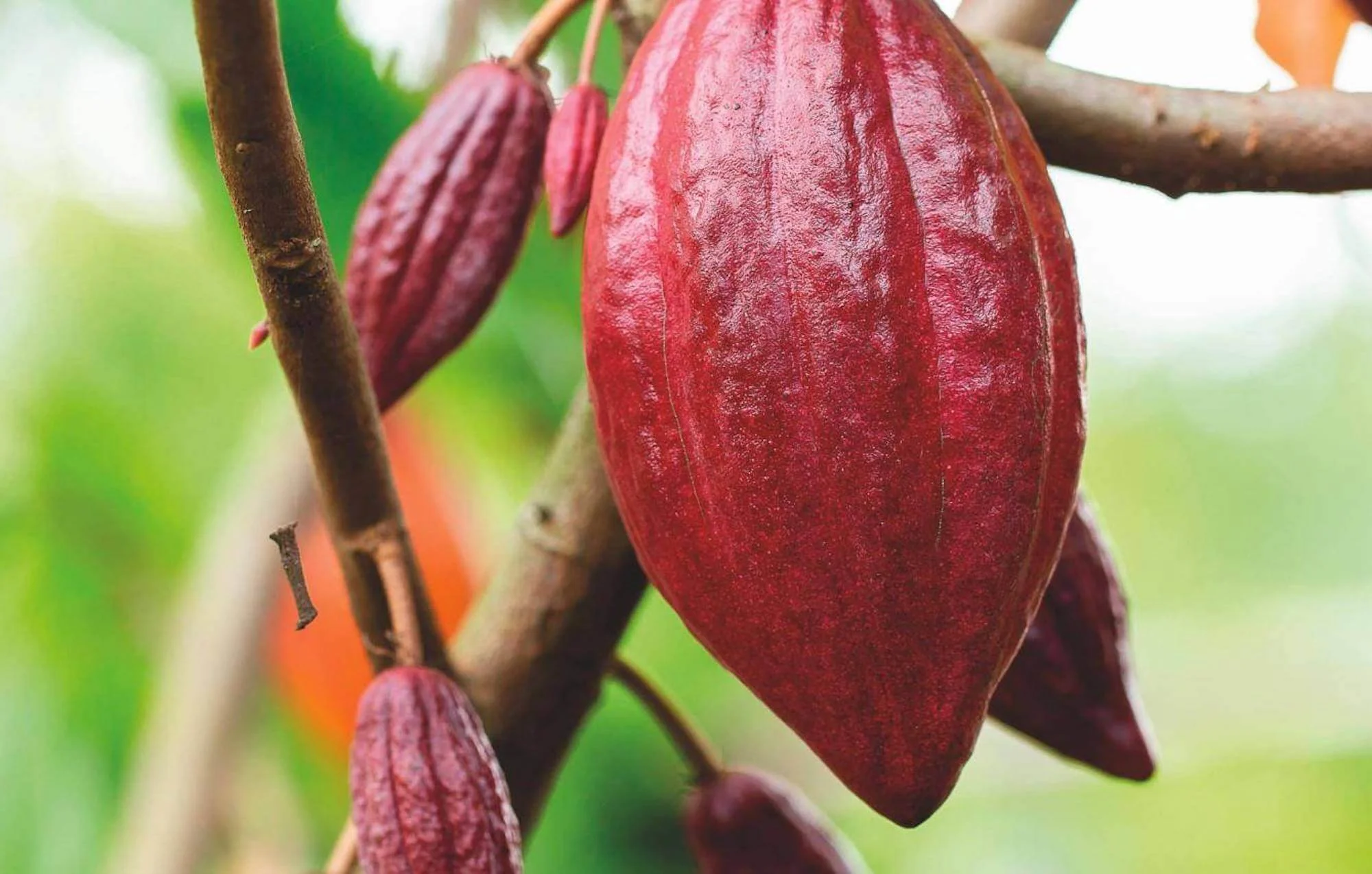 What is Ruby Chocolate & What Makes it Pink? | The Chocolate Professor