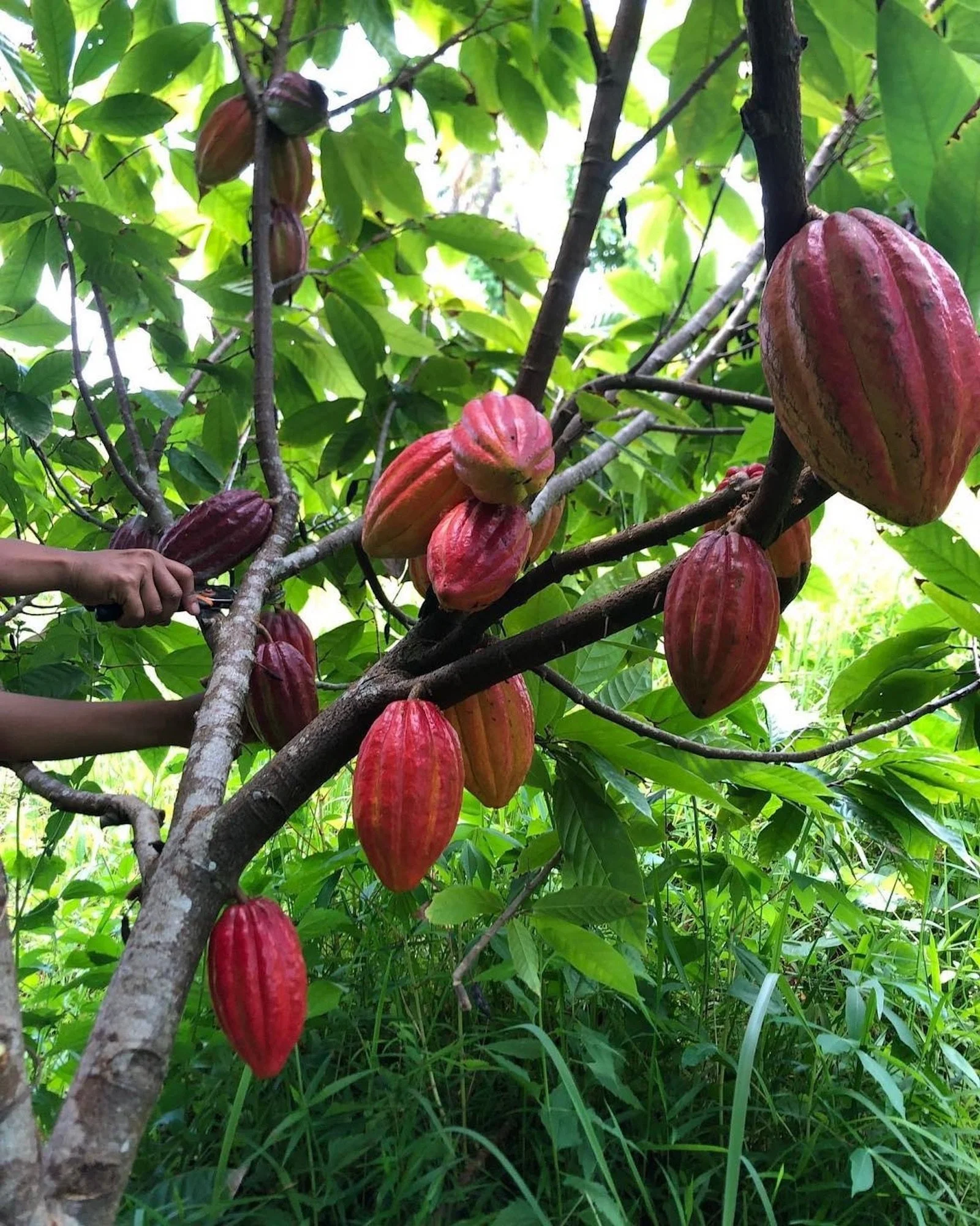 Chocs 'N Boxes: Tree to Bar Chocolate from the Philippines | The ...