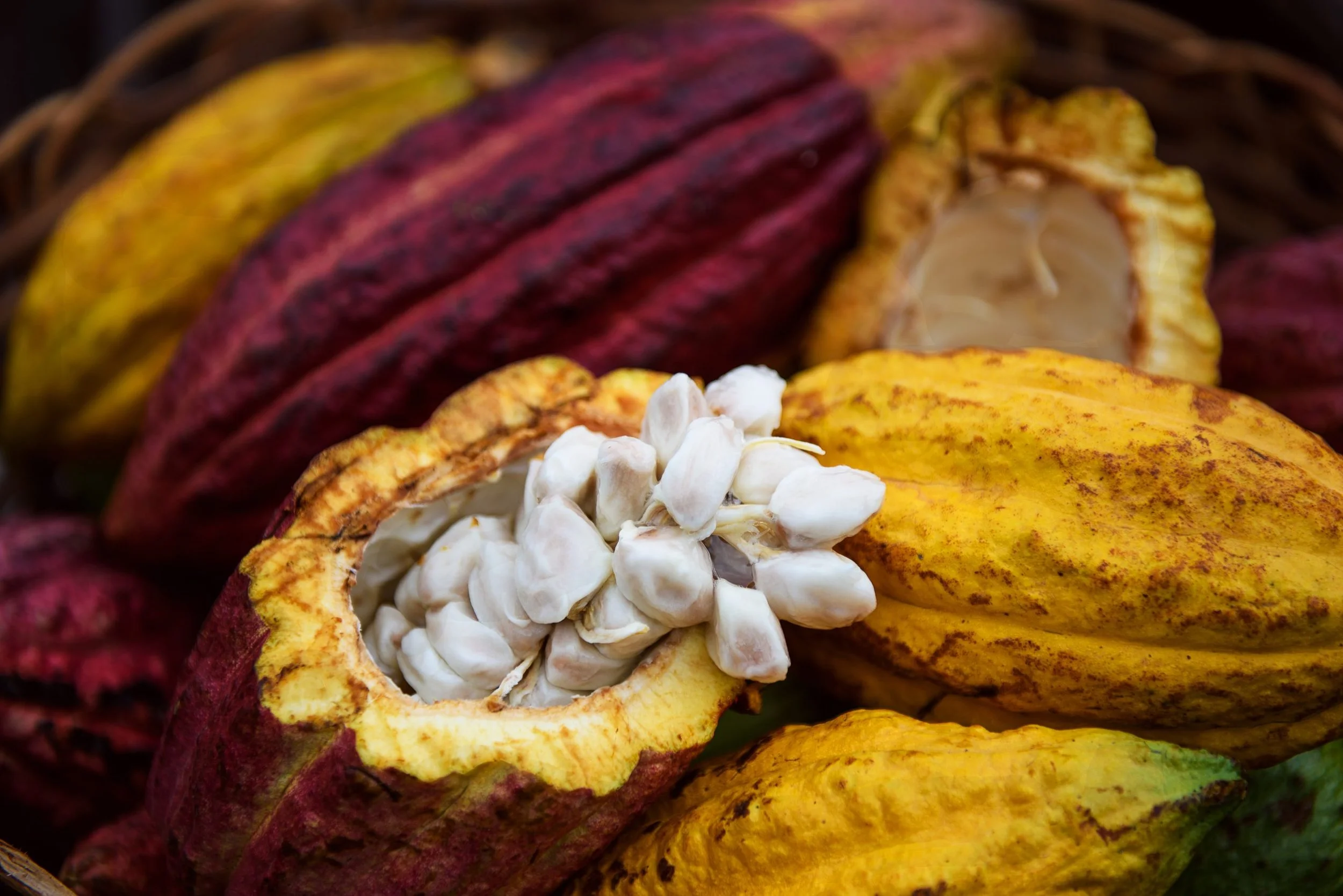 Bean to Bar Chocolate in Grenada | The Chocolate Professor