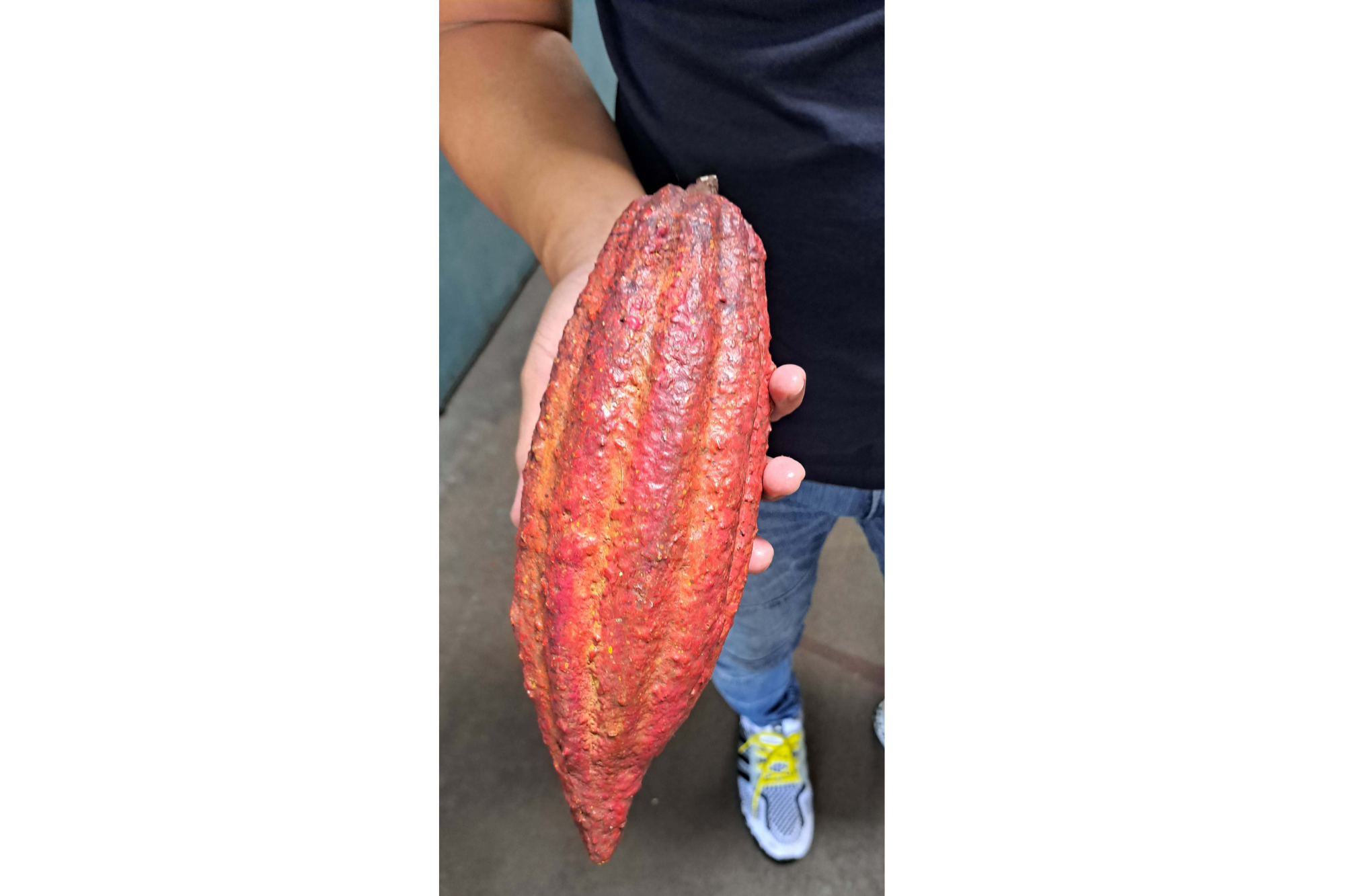 Malaysian Cacao: Comeback Kid on the Fine Chocolate Scene | The ...
