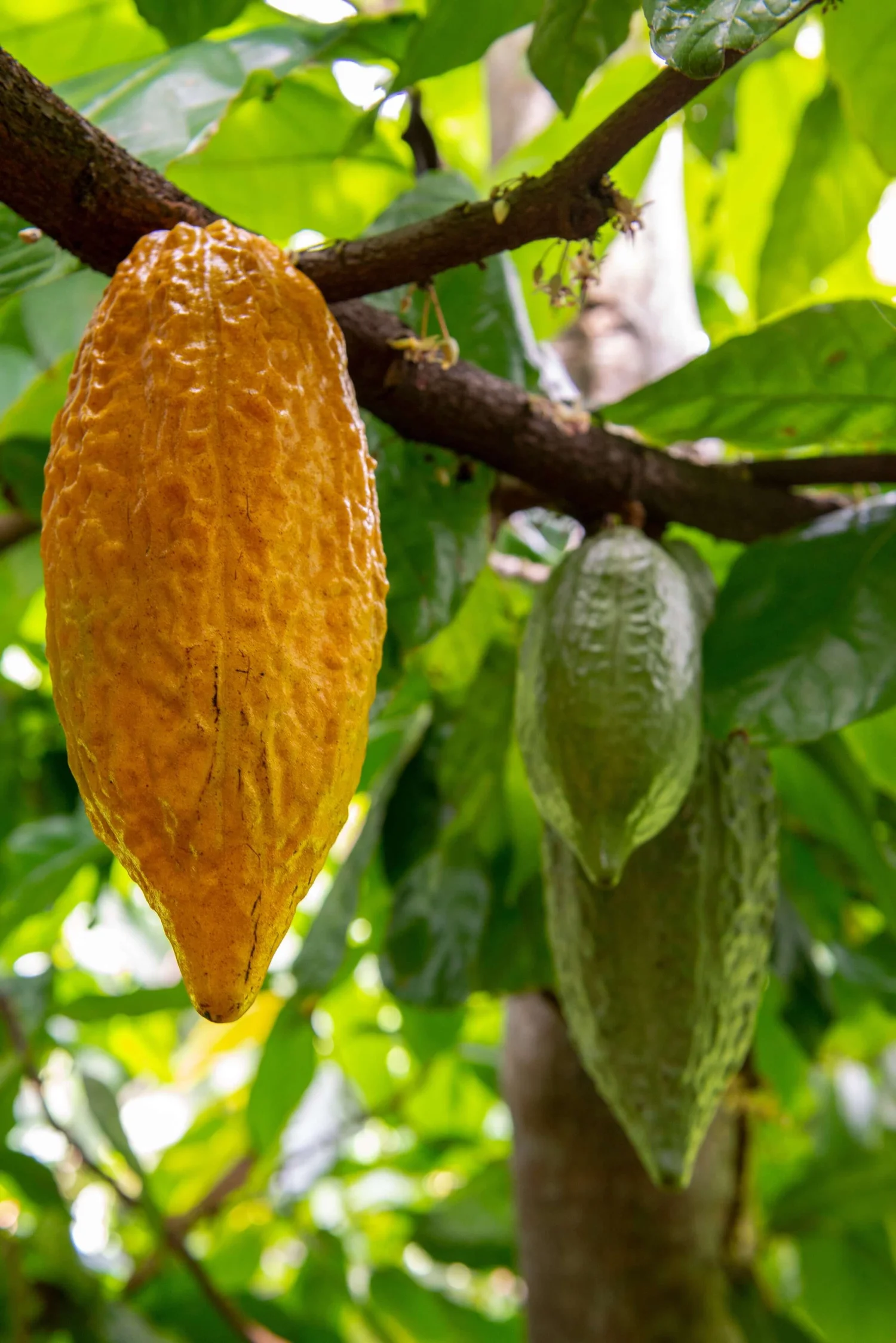 Glossary of Chocolate Terminology: From Bean to Bar & Beyond | The ...