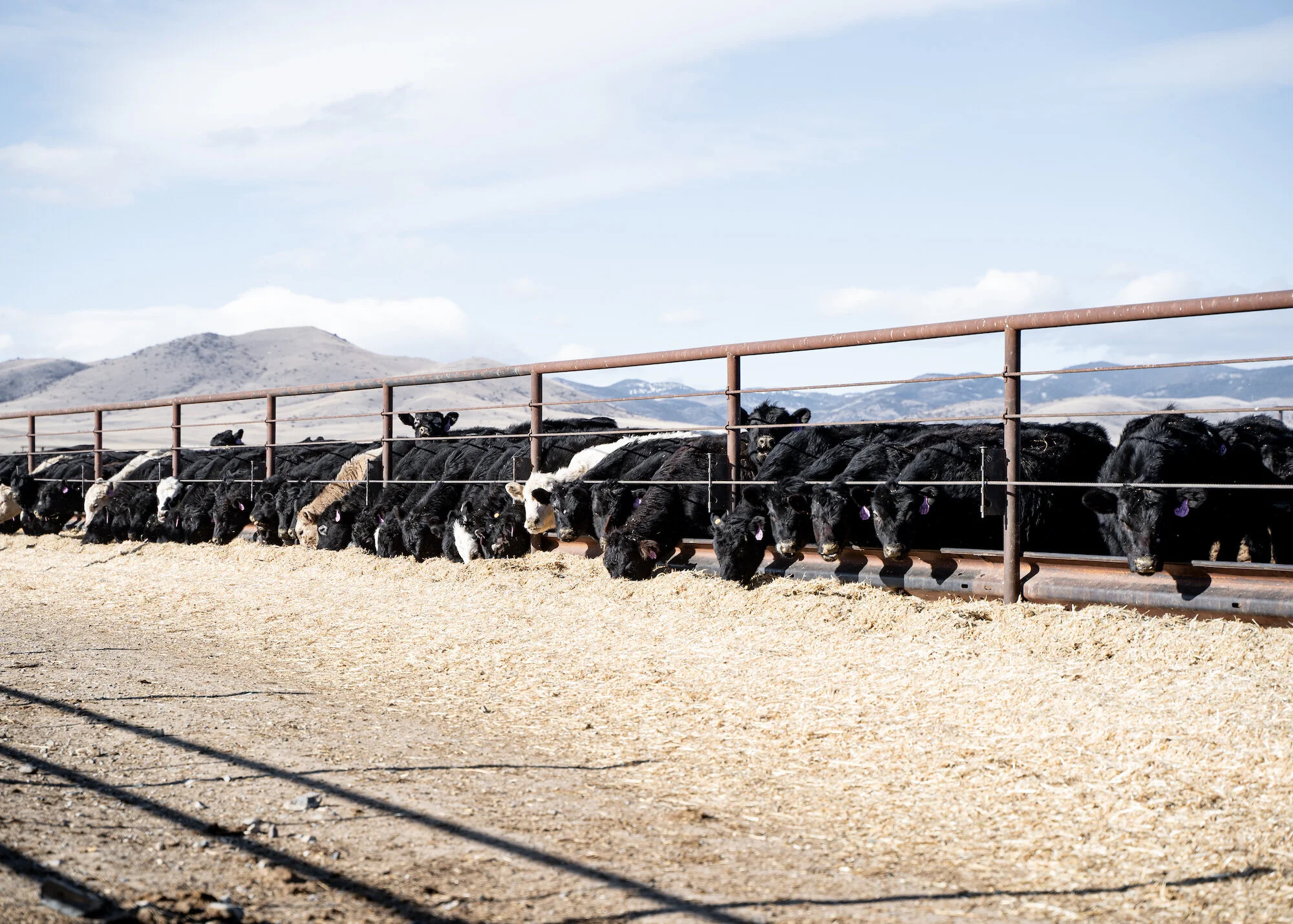 Membership Waitlist — Cattleman U