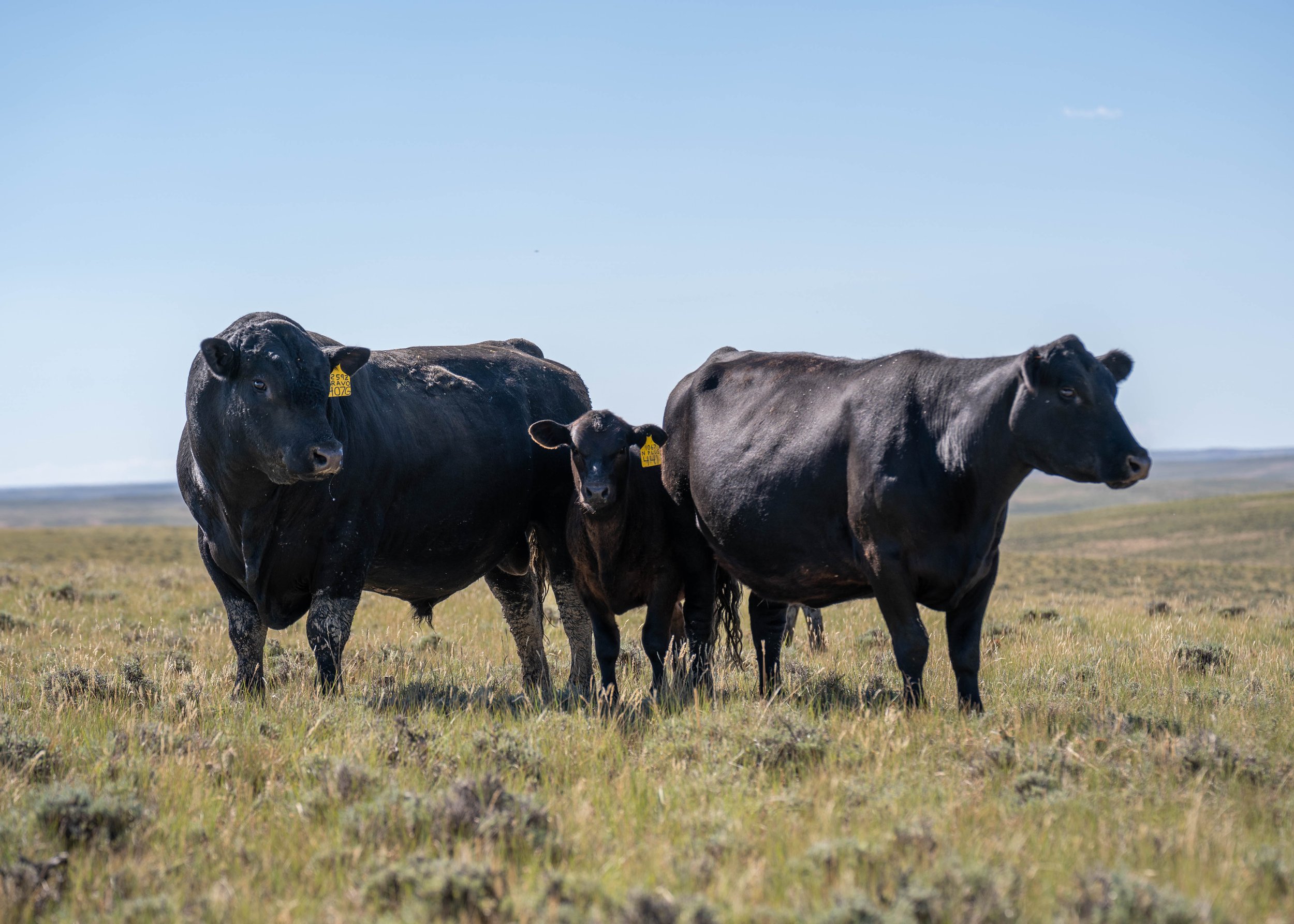 She's a Hand Ranch Camp — Cattleman U
