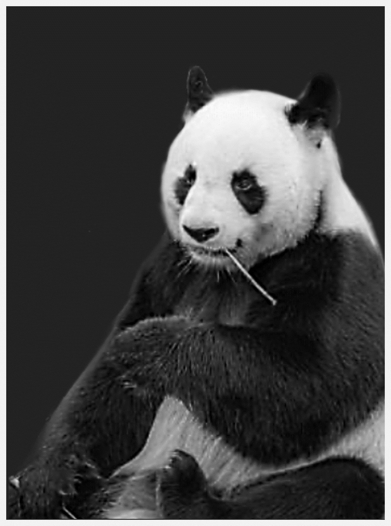 KEVIN FUNG — Rabbit Rabbit Tattoo