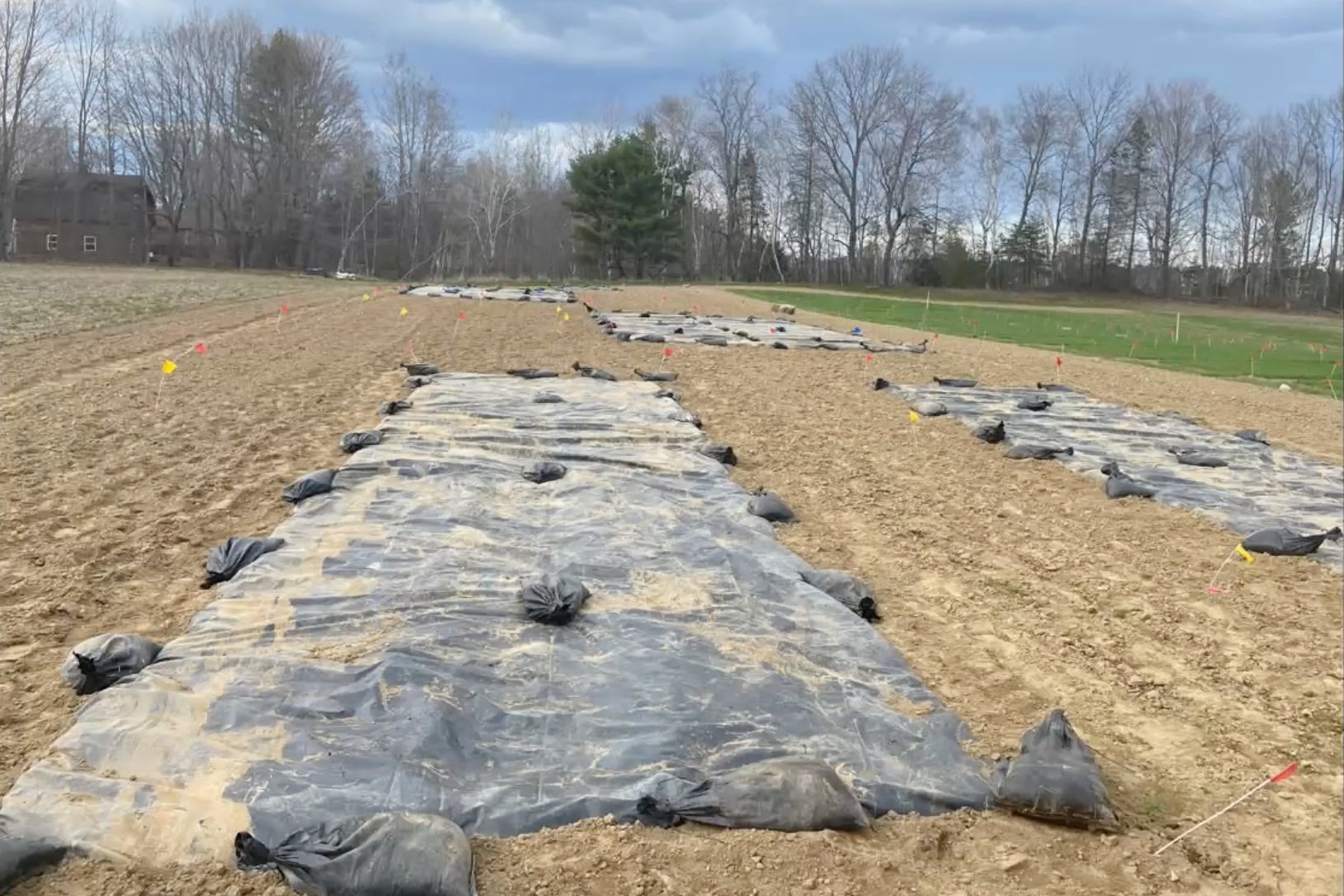 Organic Weed Seedbank Management & Physical Weed Control Strategies for ...