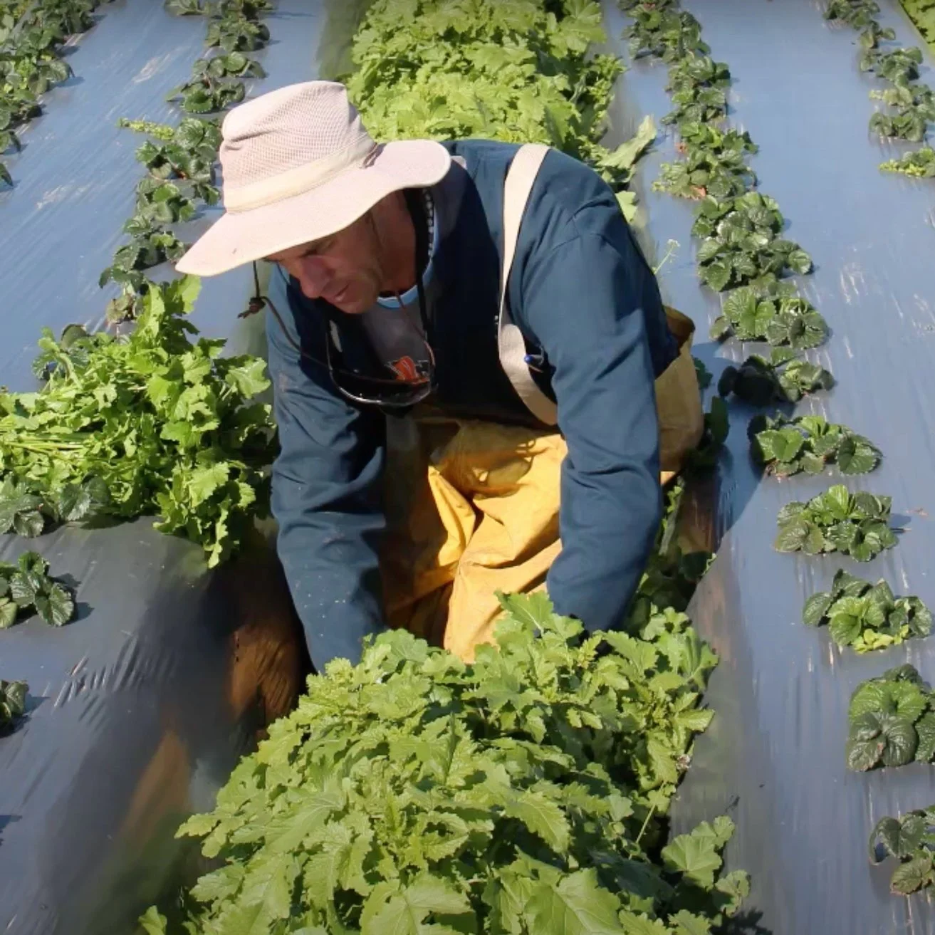 Furrow Cover Cropping to Reduce Runoff, Soil Erosion and Weeds ...