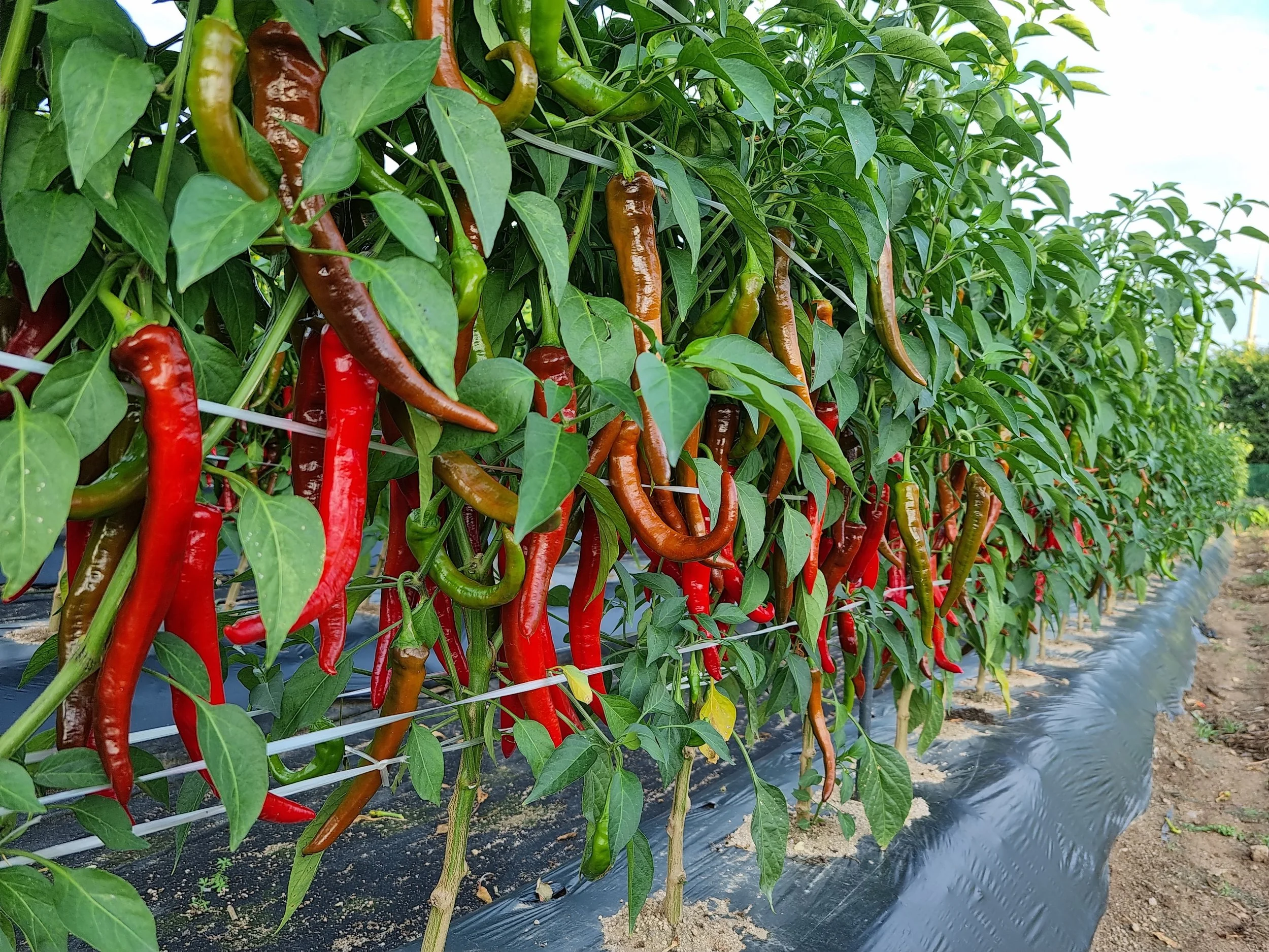 Peppers — Central Coast Farms