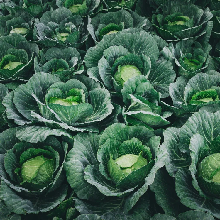 Cabbage — Central Coast Farms