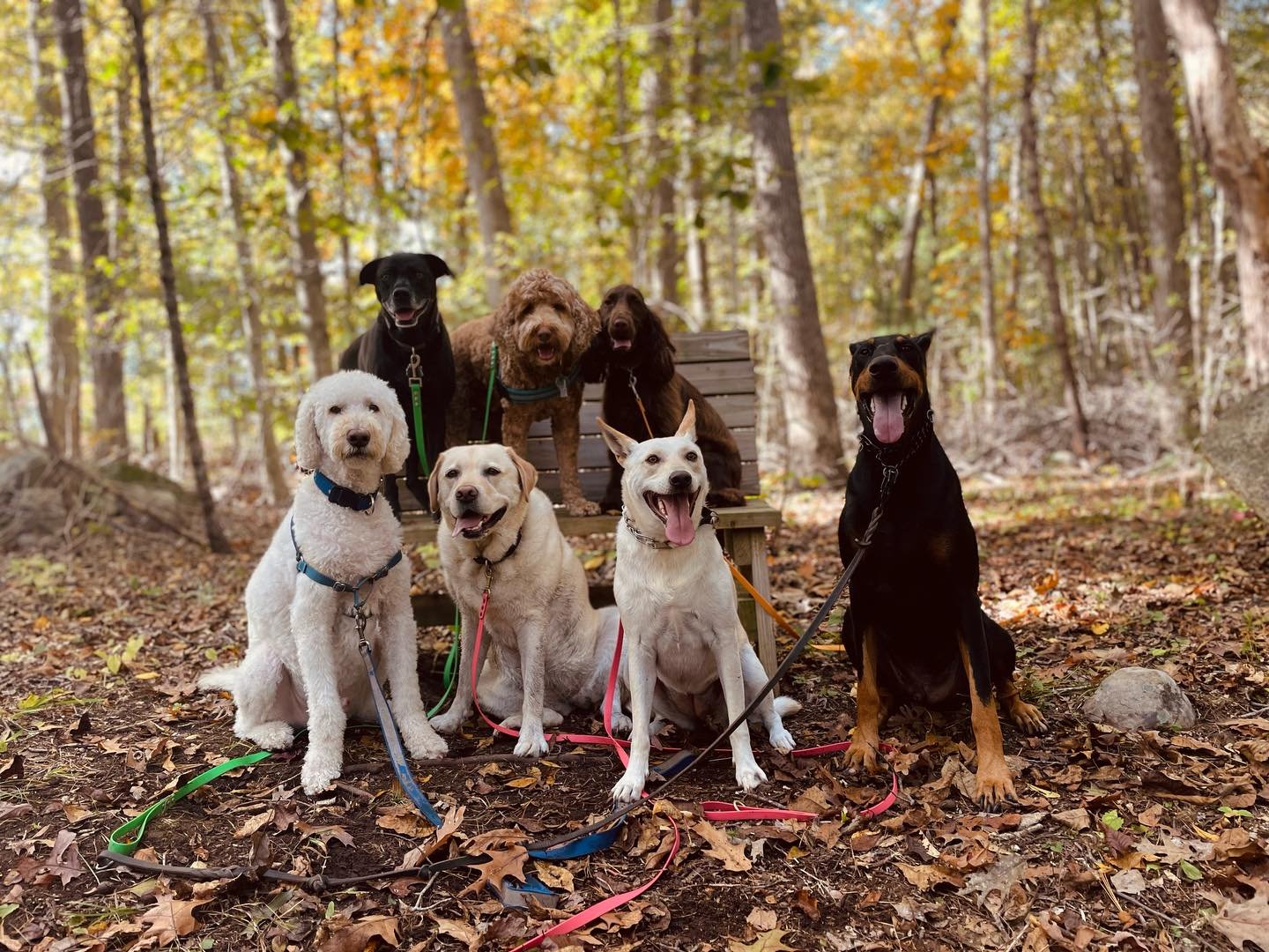 Meet The Team — Dogs Go Hiking | South Shore and North Shore Dog Hiking ...