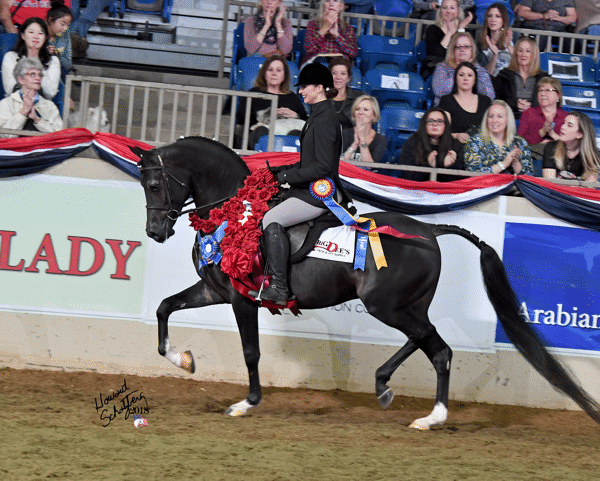 Tamar Dark Vader+ — Tamar Arabians Ltd.