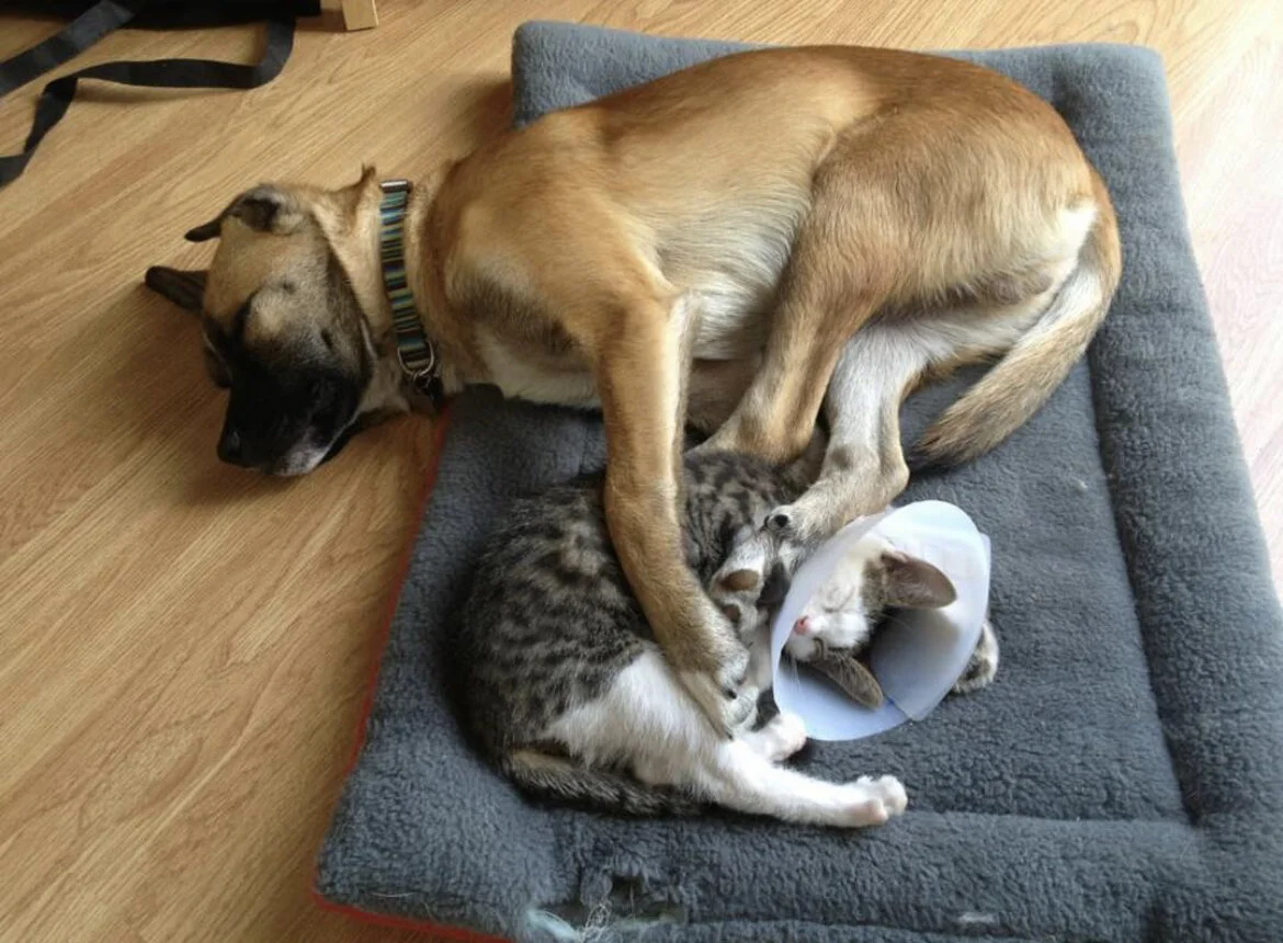 Donate — Pup Culture Dog Rescue