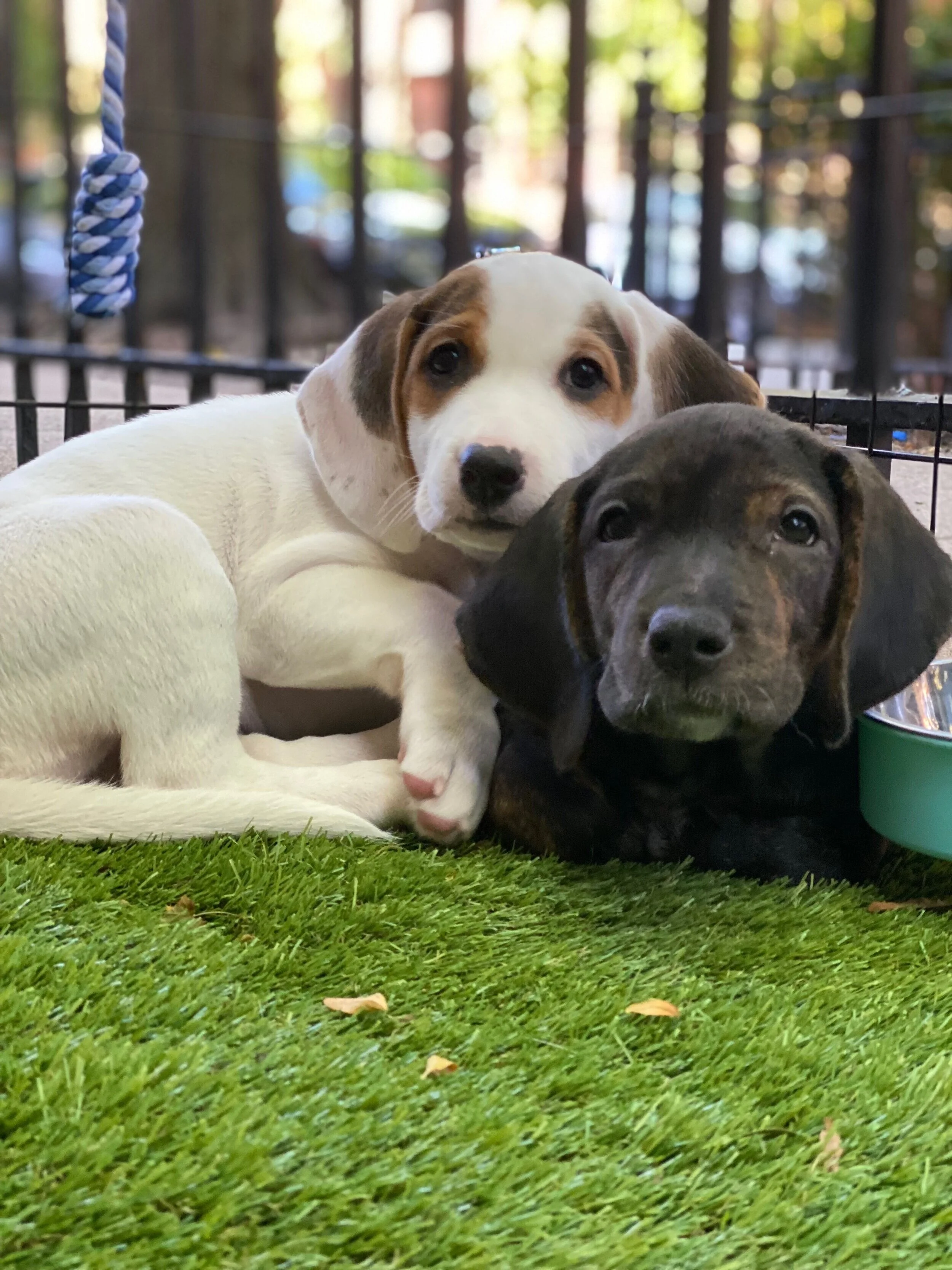 Home — Pup Culture Dog Rescue