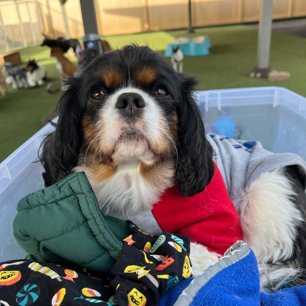 Overnight Boarding ( A.K.A Sleepovers! ) — A Dog's Best Friend