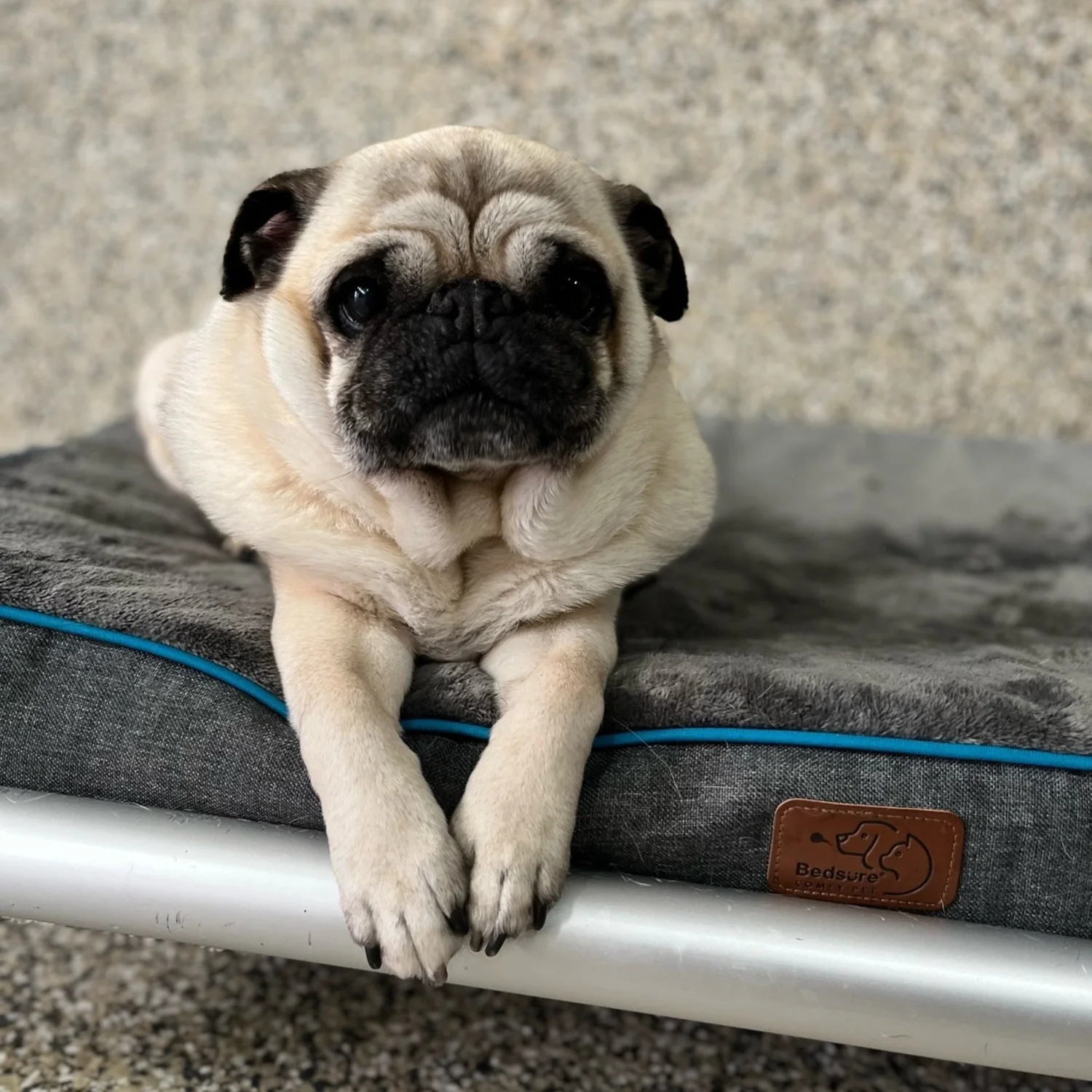 Overnight Boarding ( A.K.A Sleepovers! ) — A Dog's Best Friend