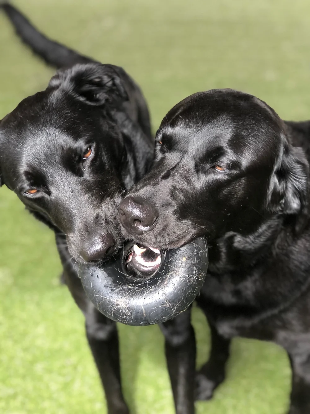 Gallery 1 — A Dog's Best Friend