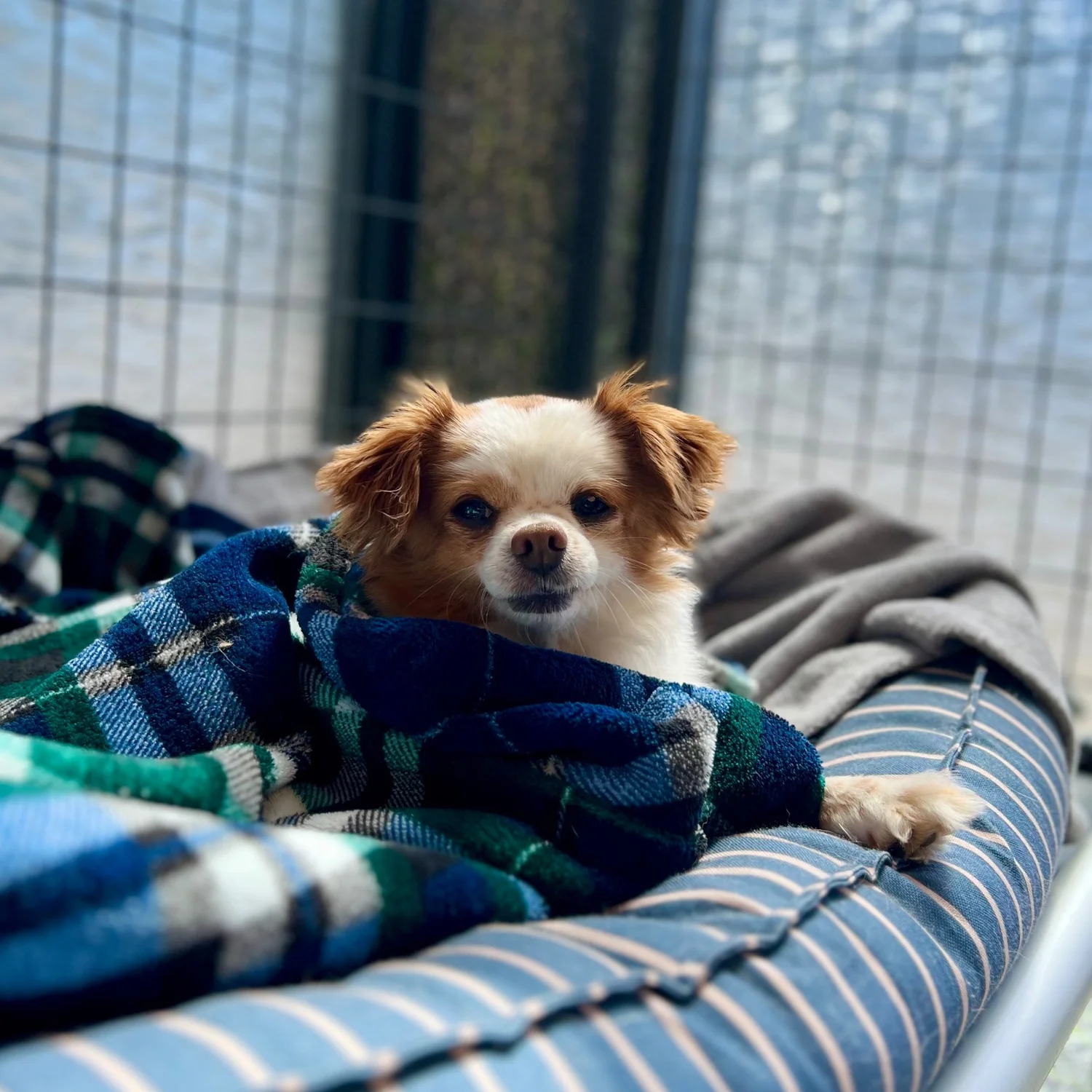 Overnight Boarding ( A.K.A Sleepovers! ) — A Dog's Best Friend