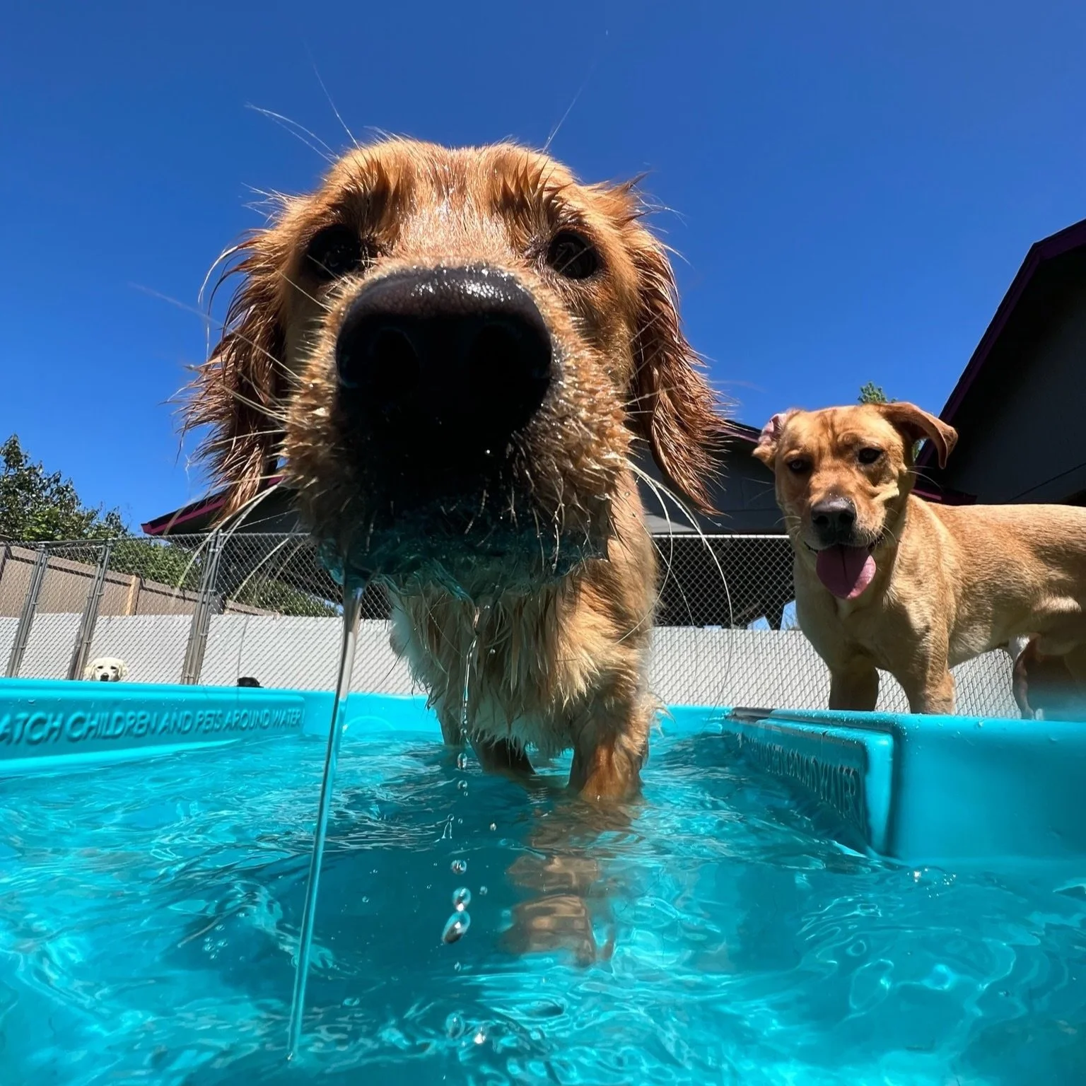 Overnight Boarding ( A.K.A Sleepovers! ) — A Dog's Best Friend