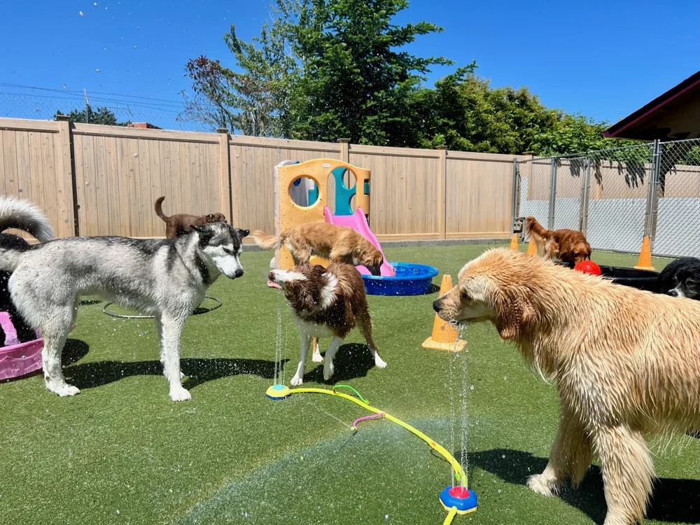 Overnight Boarding ( A.K.A Sleepovers! ) — A Dog's Best Friend