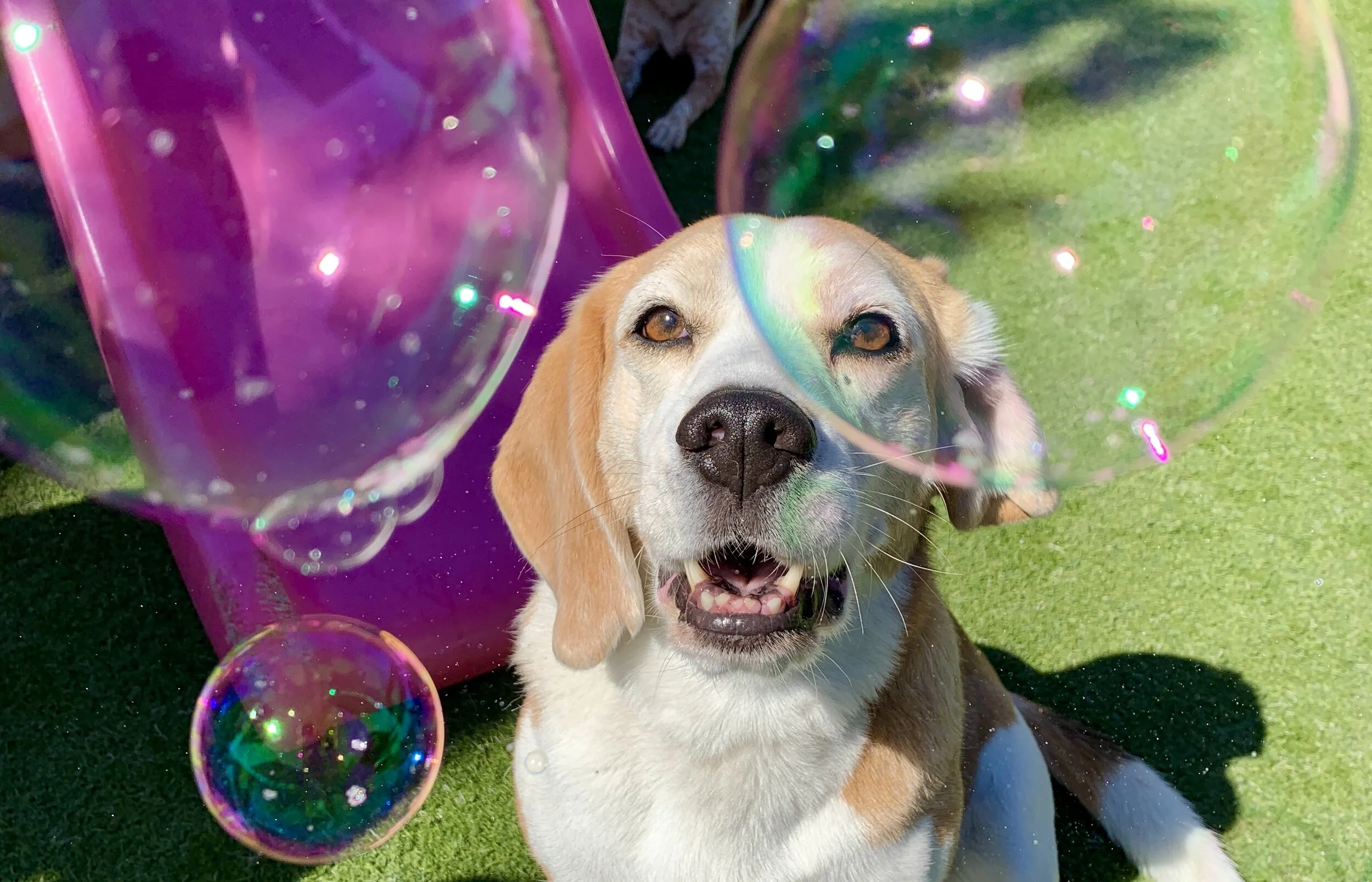 Overnight Boarding ( A.K.A Sleepovers! ) — A Dog's Best Friend