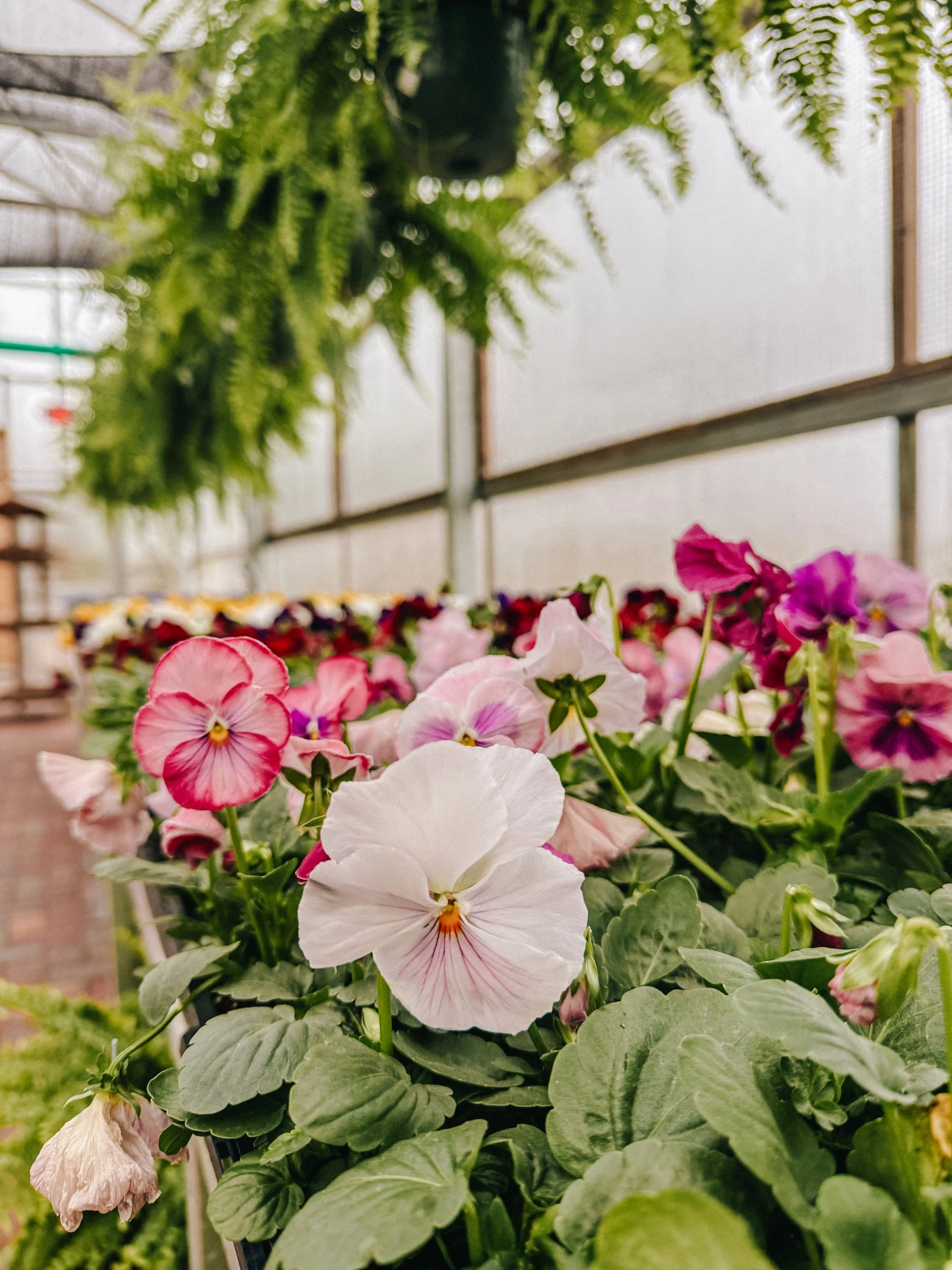 Greenhouse in Marquette, MI | Nagelkirk Gardens — NAGELKIRK GARDENS