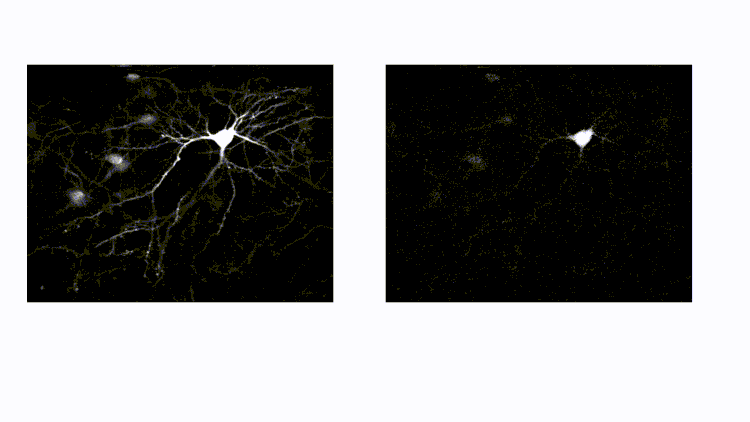 Research — Heys Lab