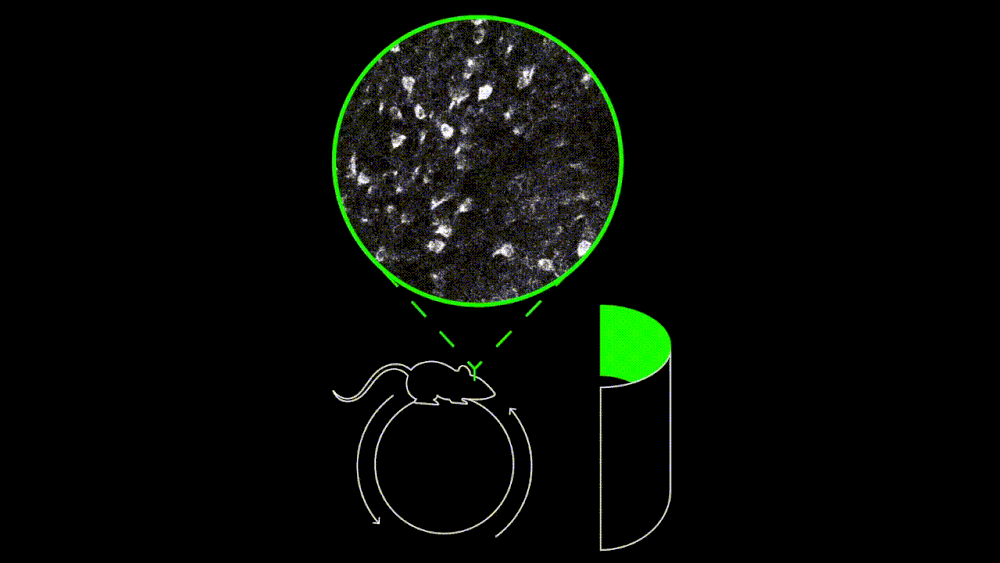 Heys Lab