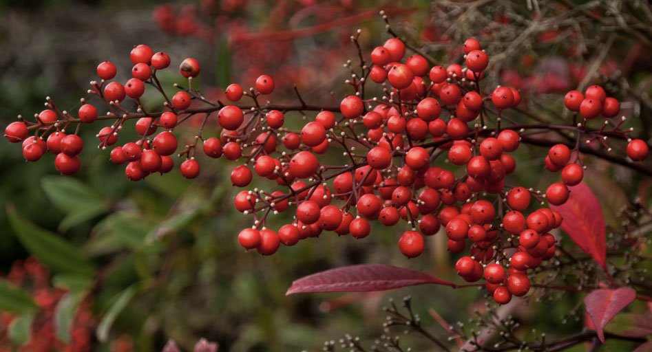 Midcoast Community Council