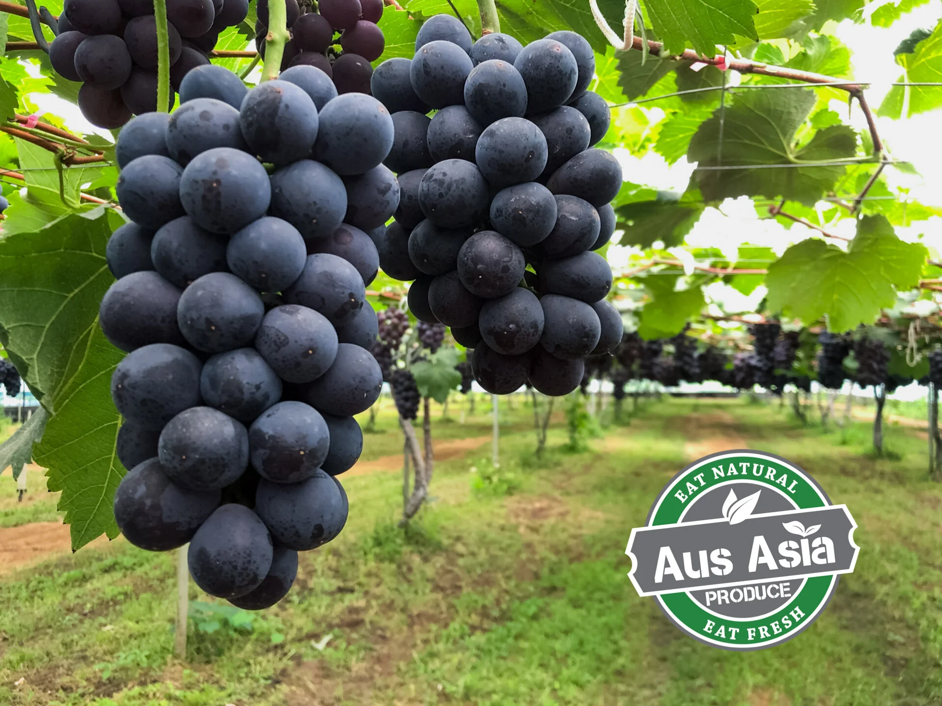 Kyoho Grape (Chinese) — Aus Asia Produce