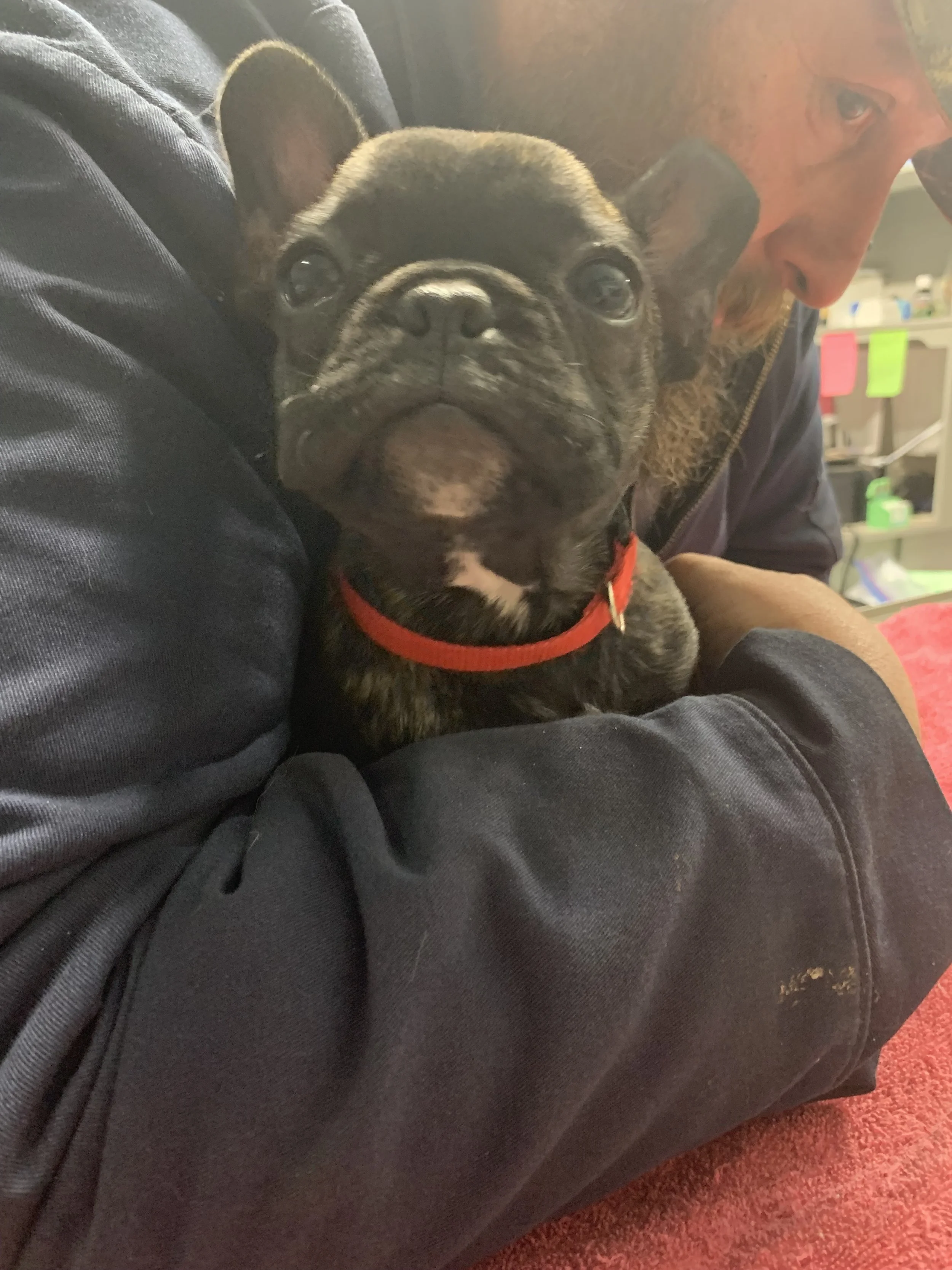 photo gallery — Dutton Veterinary Services PLLC