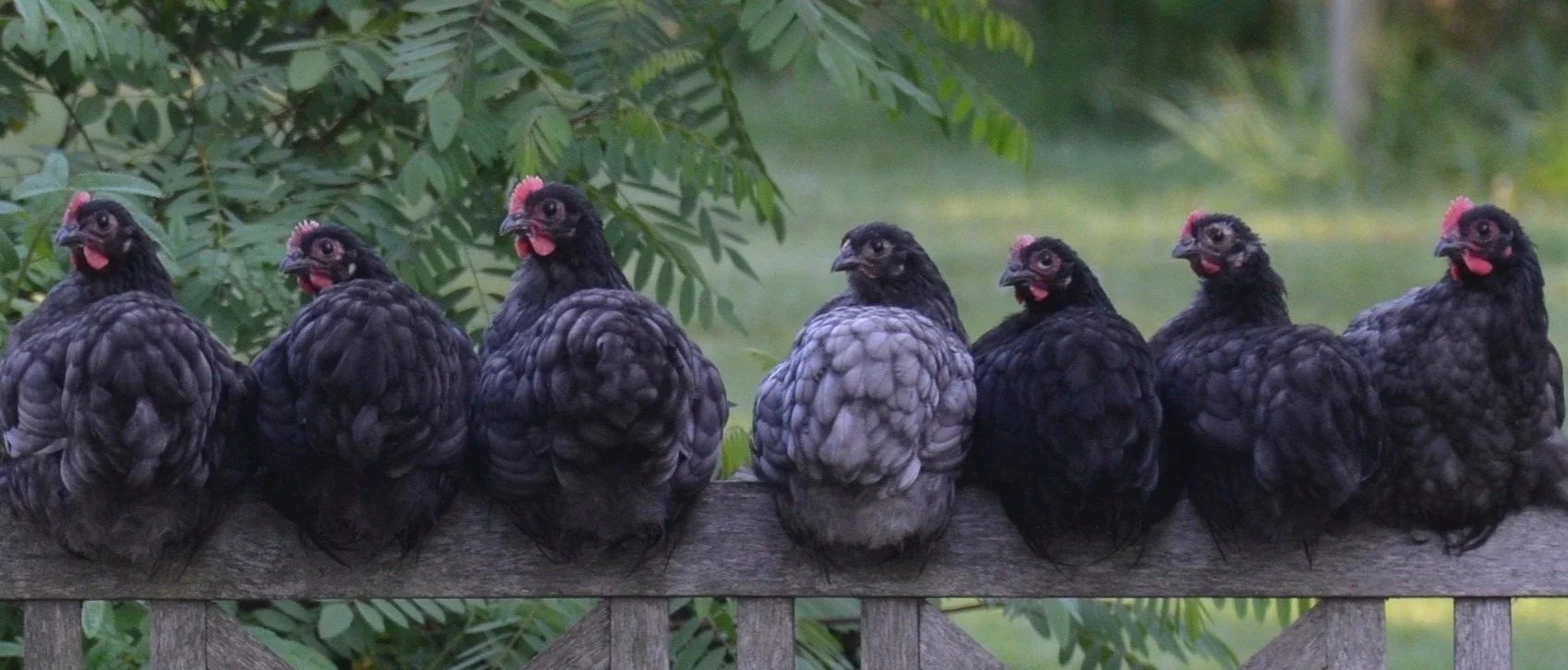 Dutton Veterinary Services PLLC