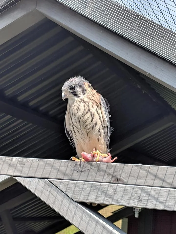 photo gallery — Dutton Veterinary Services PLLC