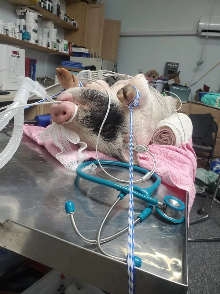 photo gallery — Dutton Veterinary Services PLLC