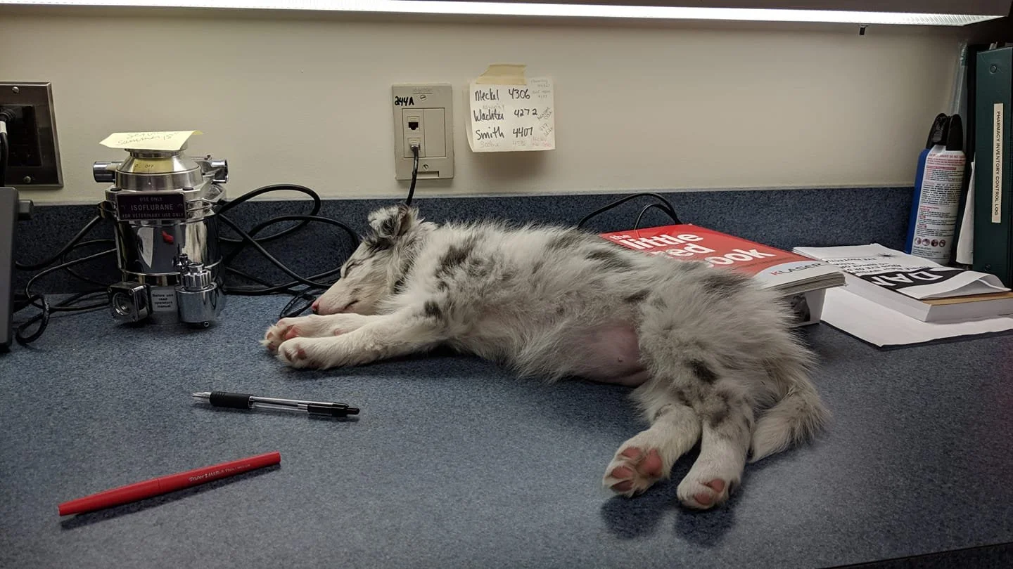 photo gallery — Dutton Veterinary Services PLLC