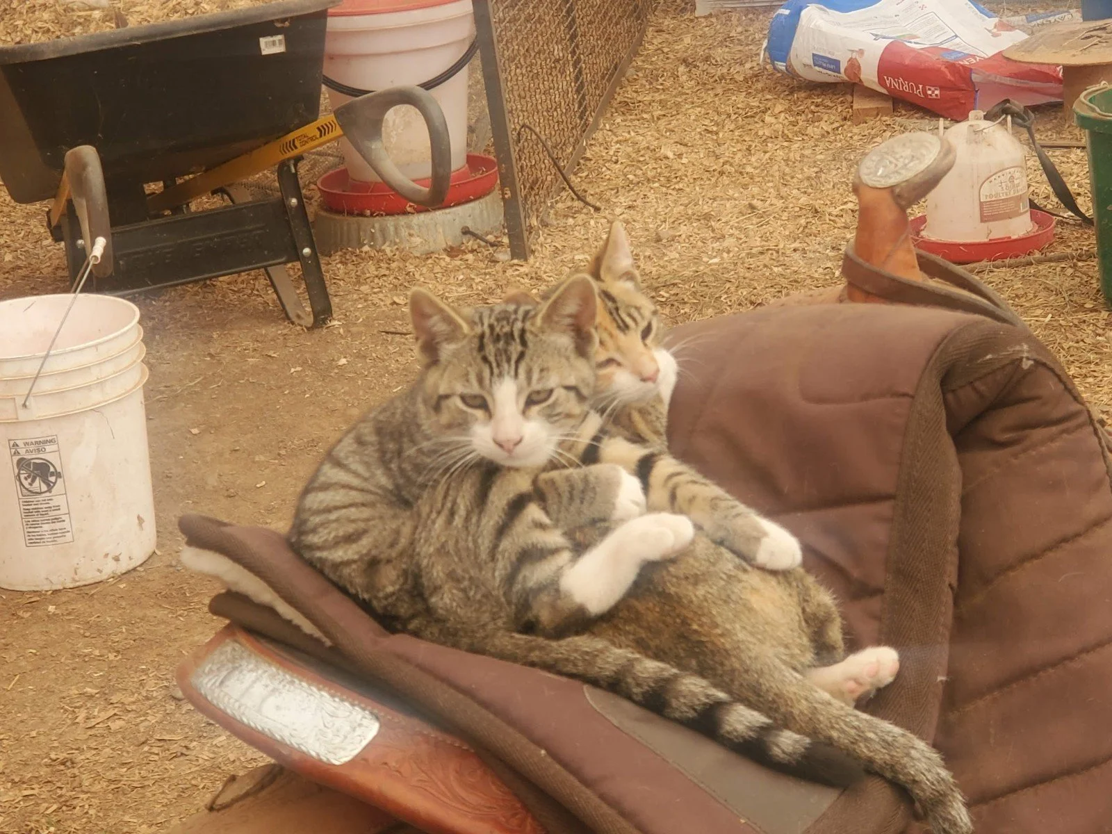 photo gallery — Dutton Veterinary Services PLLC