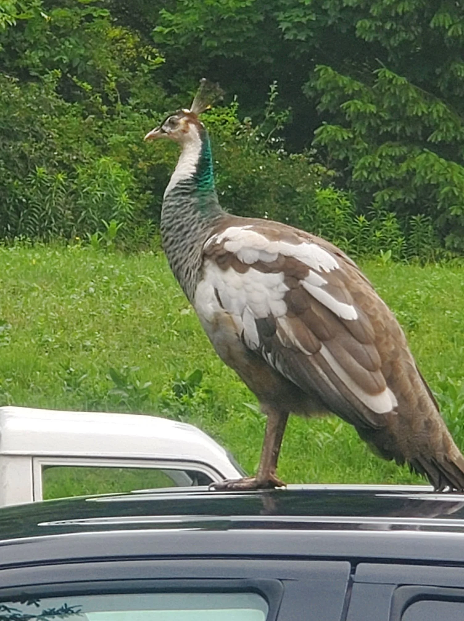 photo gallery — Dutton Veterinary Services PLLC