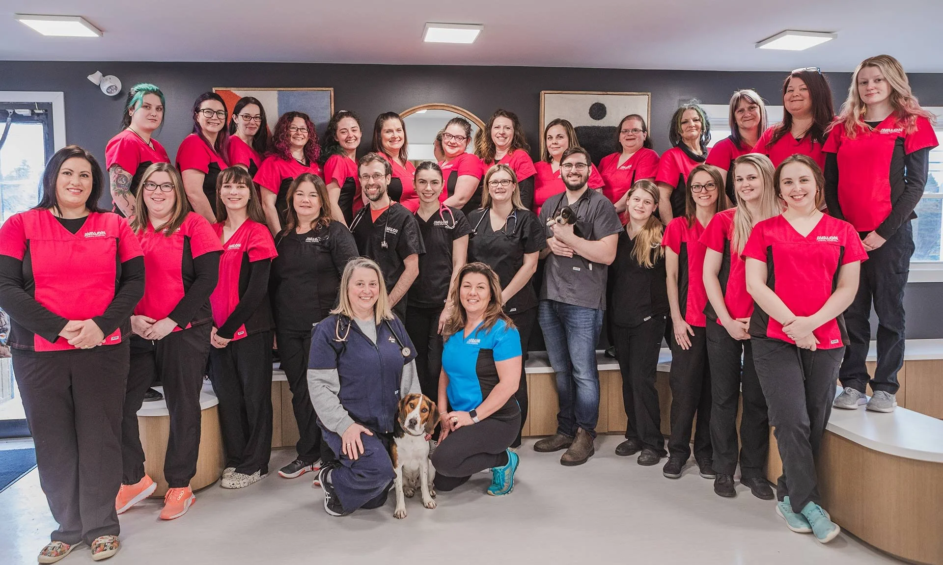 About Us — Avalon Animal Hospital