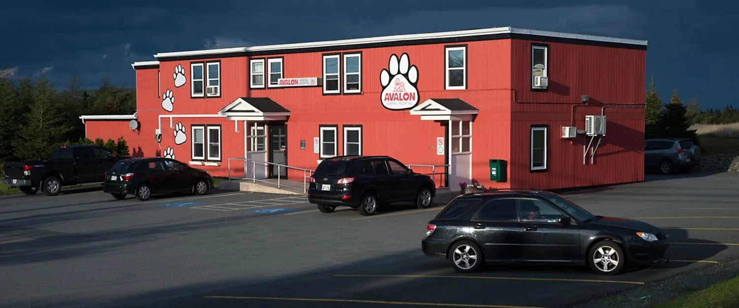 Services — Avalon Animal Hospital