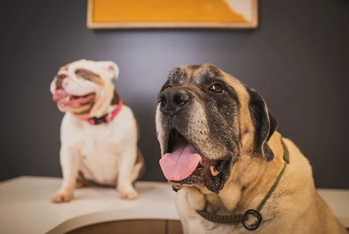 Avalon Animal Hospital - St. John's Veterinary Clinic