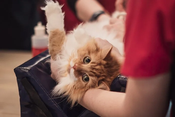 Avalon Animal Hospital - St. John's Veterinary Clinic