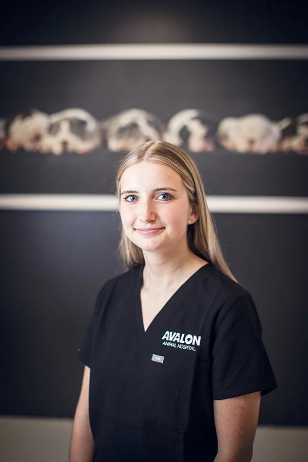 About Us — Avalon Animal Hospital