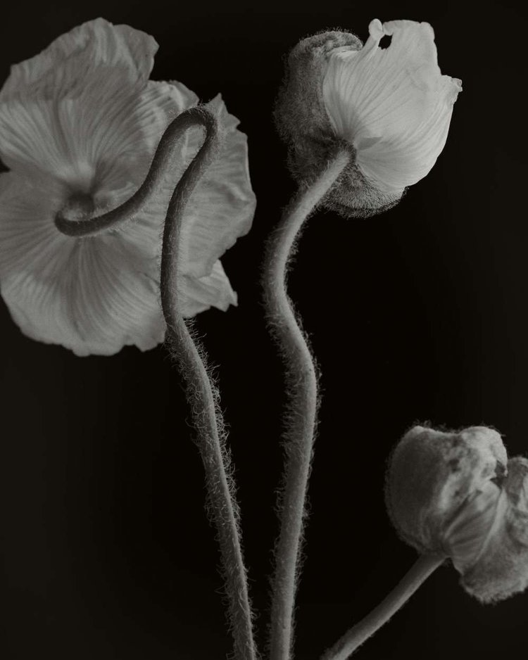 White Racial Identity Development: Sue & Sue Model Explained