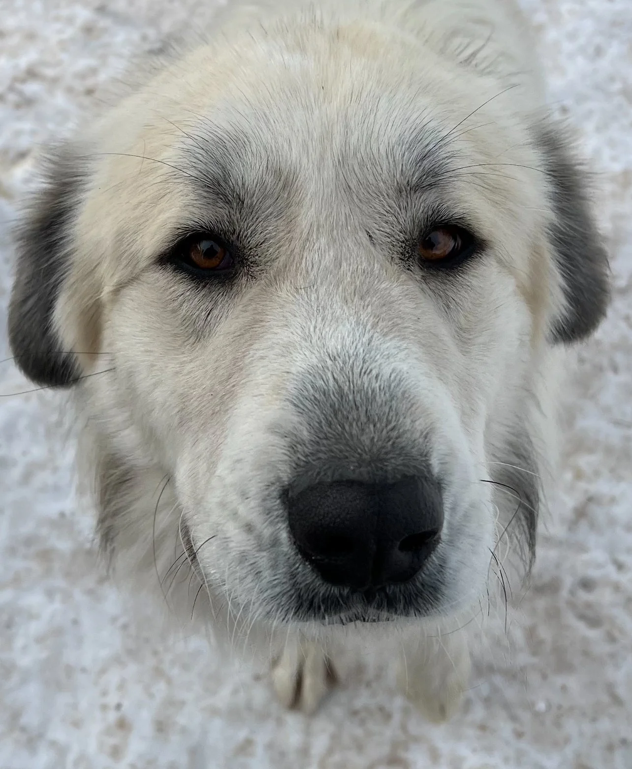 General 2 — Royalty's Farm