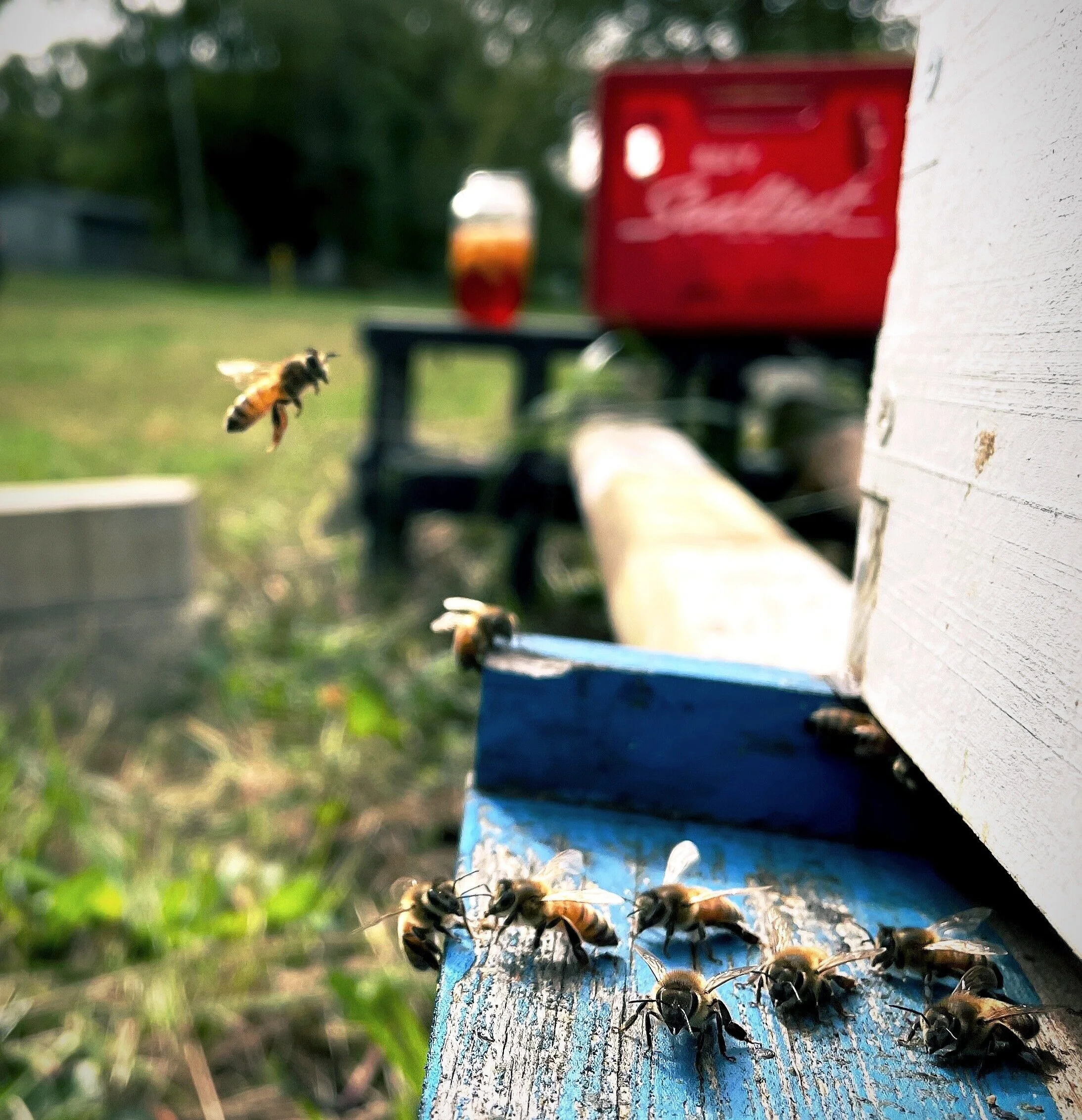 BEE KC