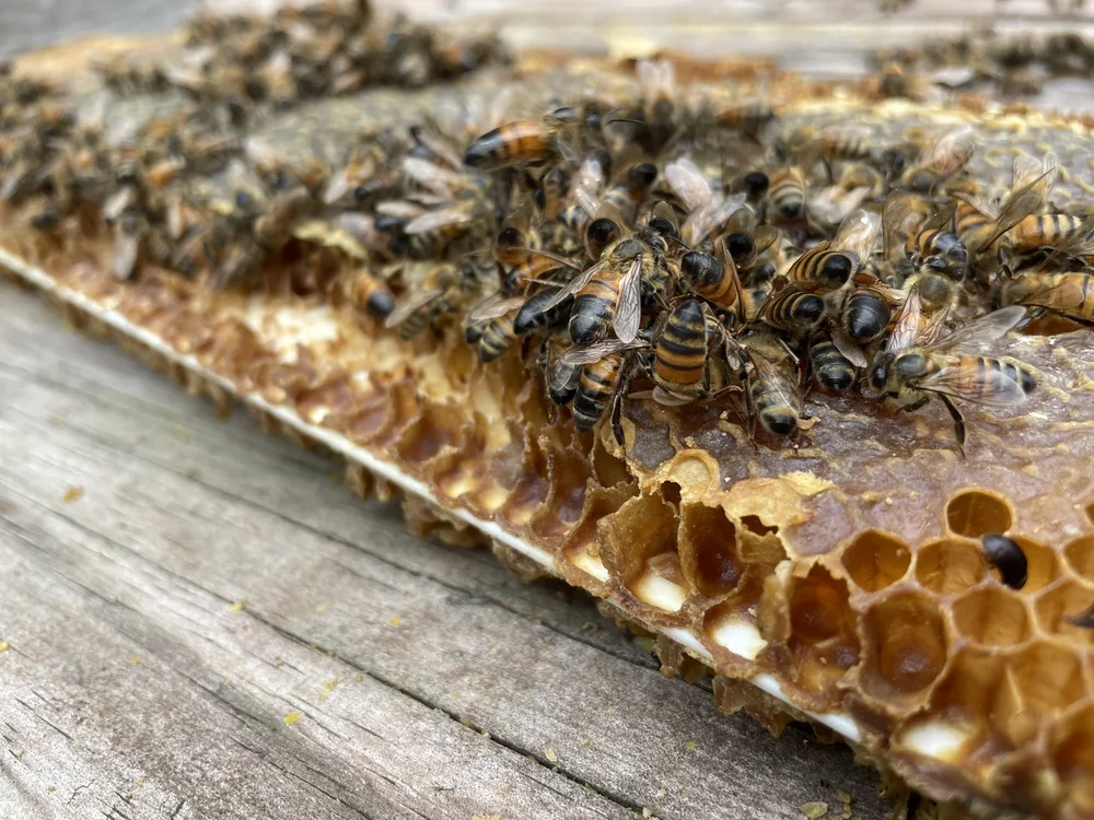 BEE KC