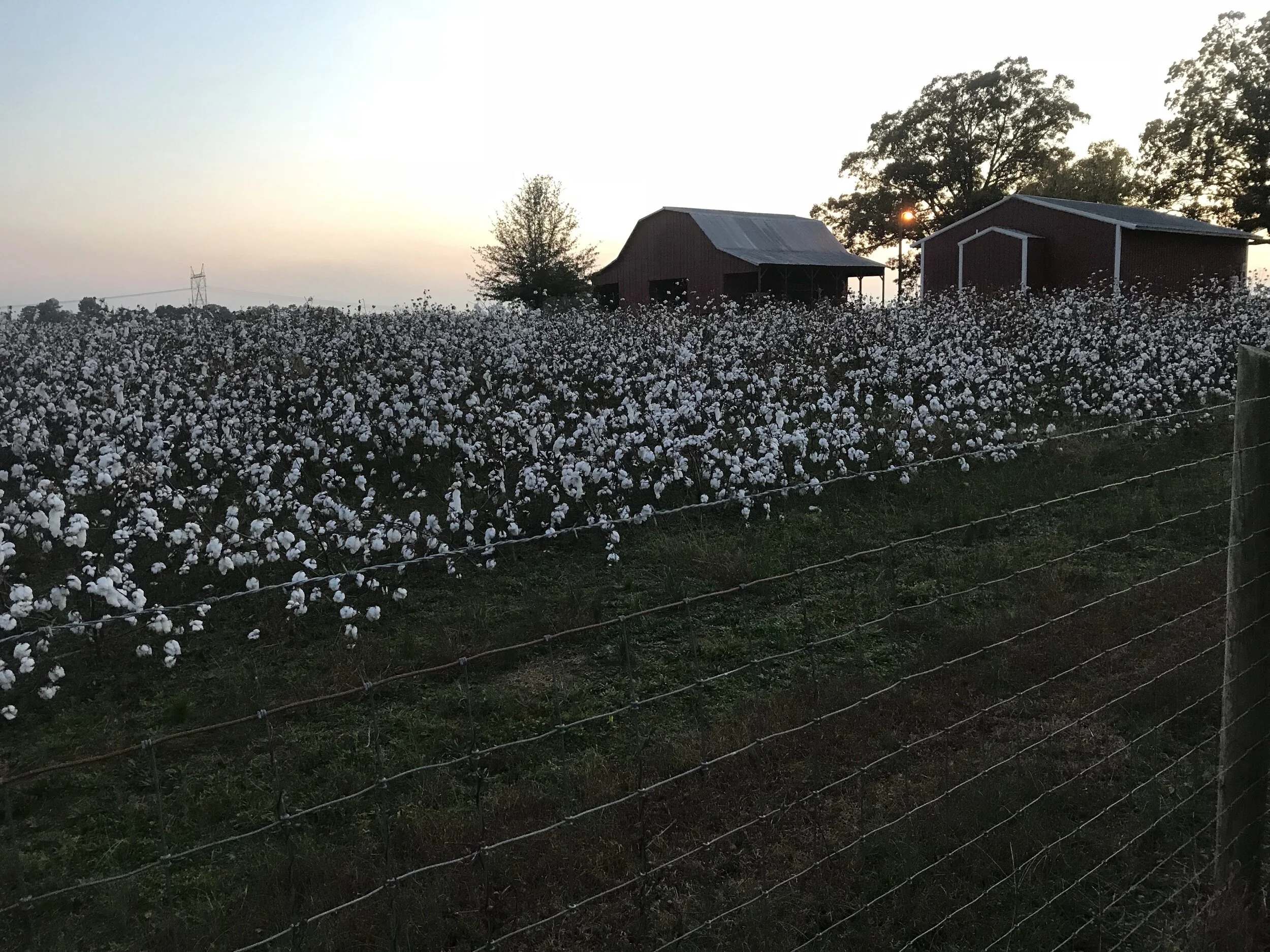 Sweet Grown Alabama Farms