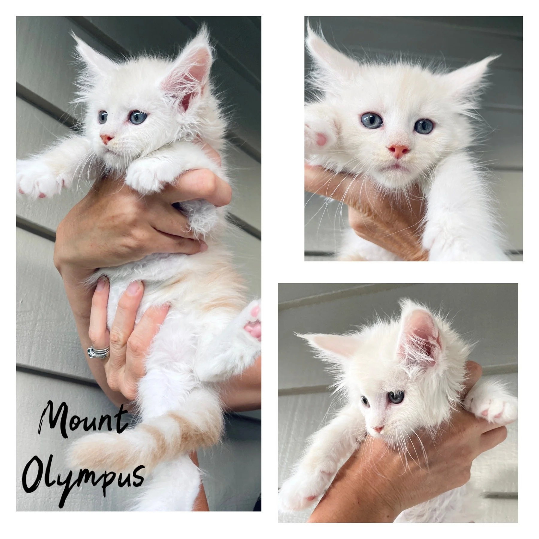 Gallery 1 — Koinonia Coons