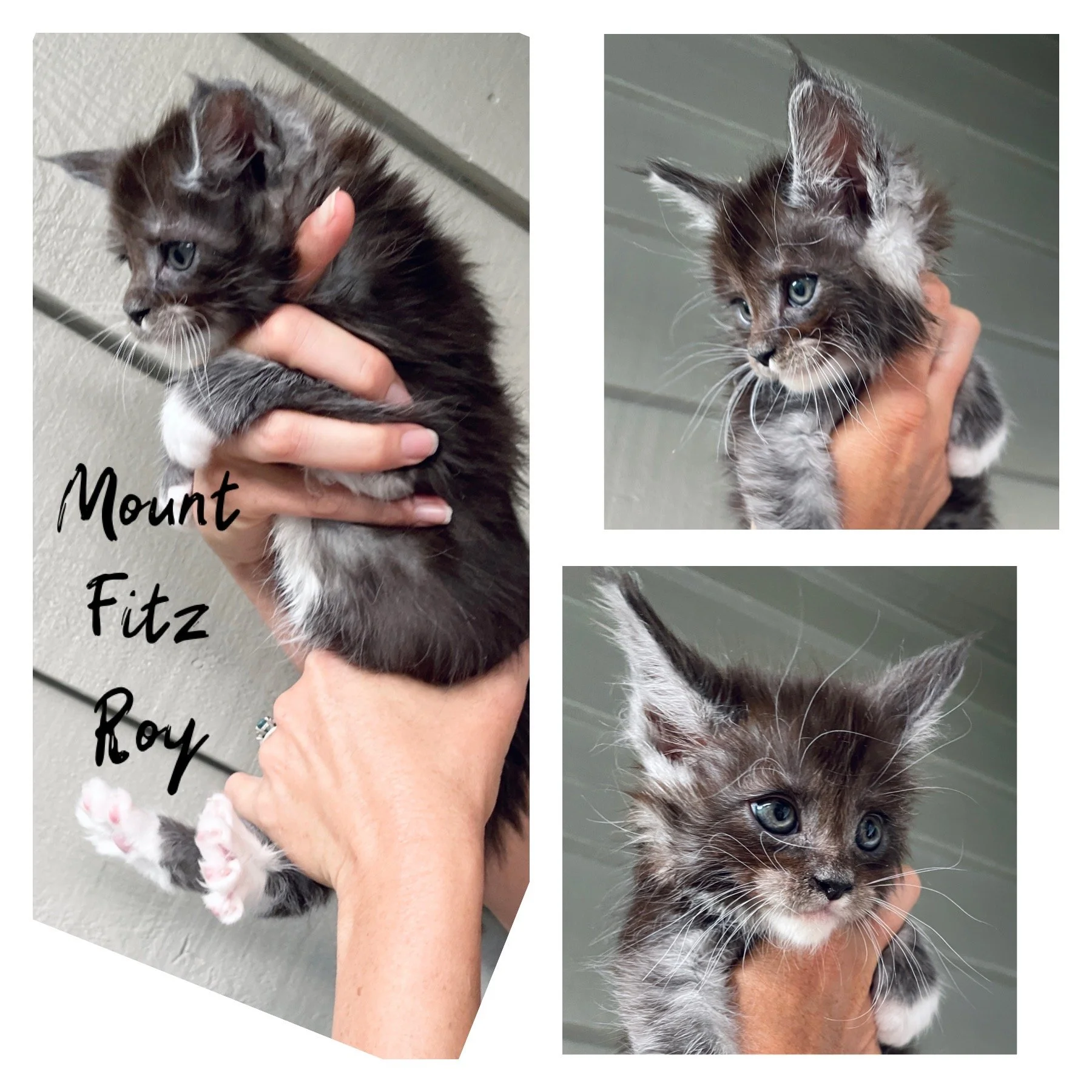 Gallery 1 — Koinonia Coons